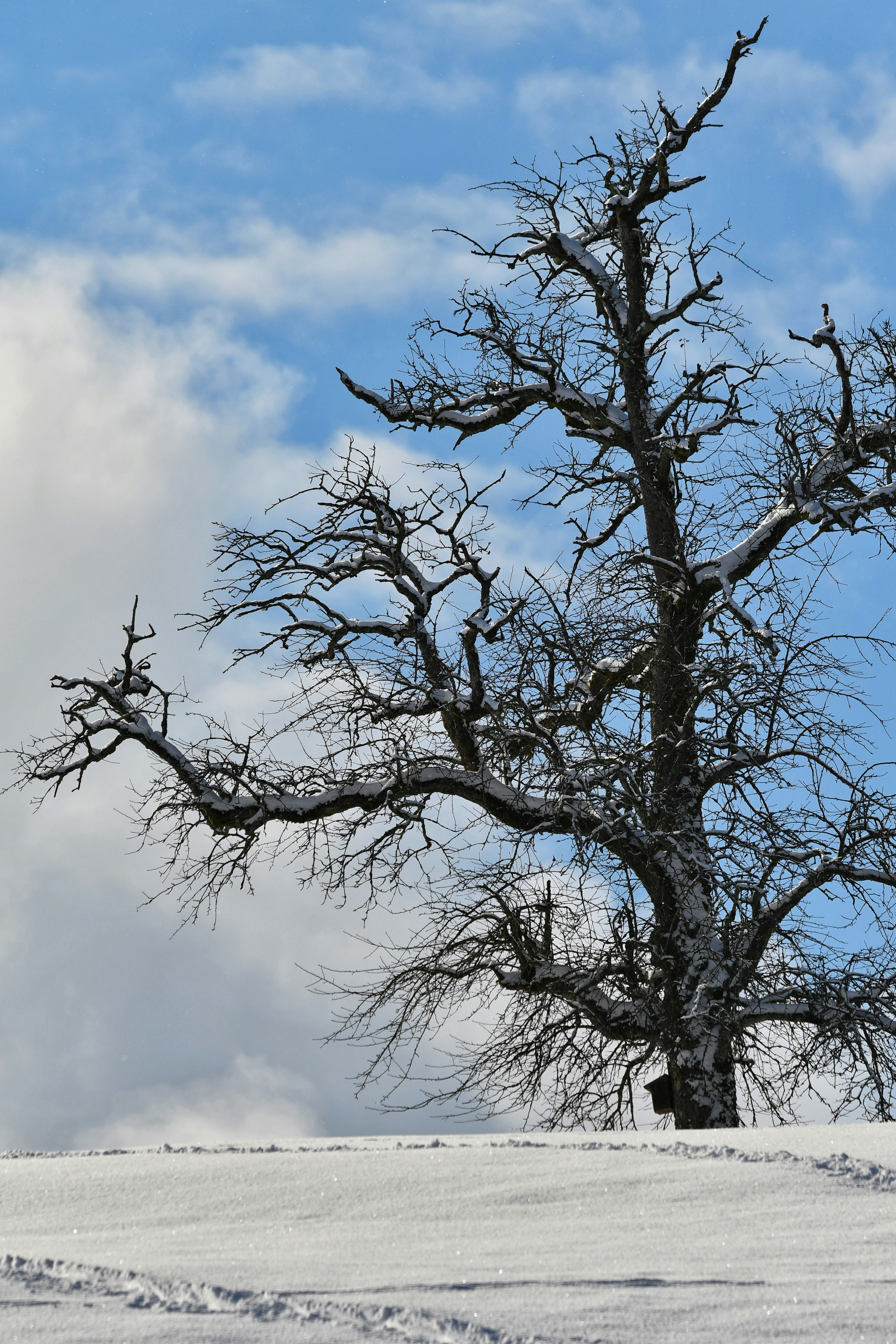 Winter Sentinel: A Leafless Giant Against a Clear Blue Sky