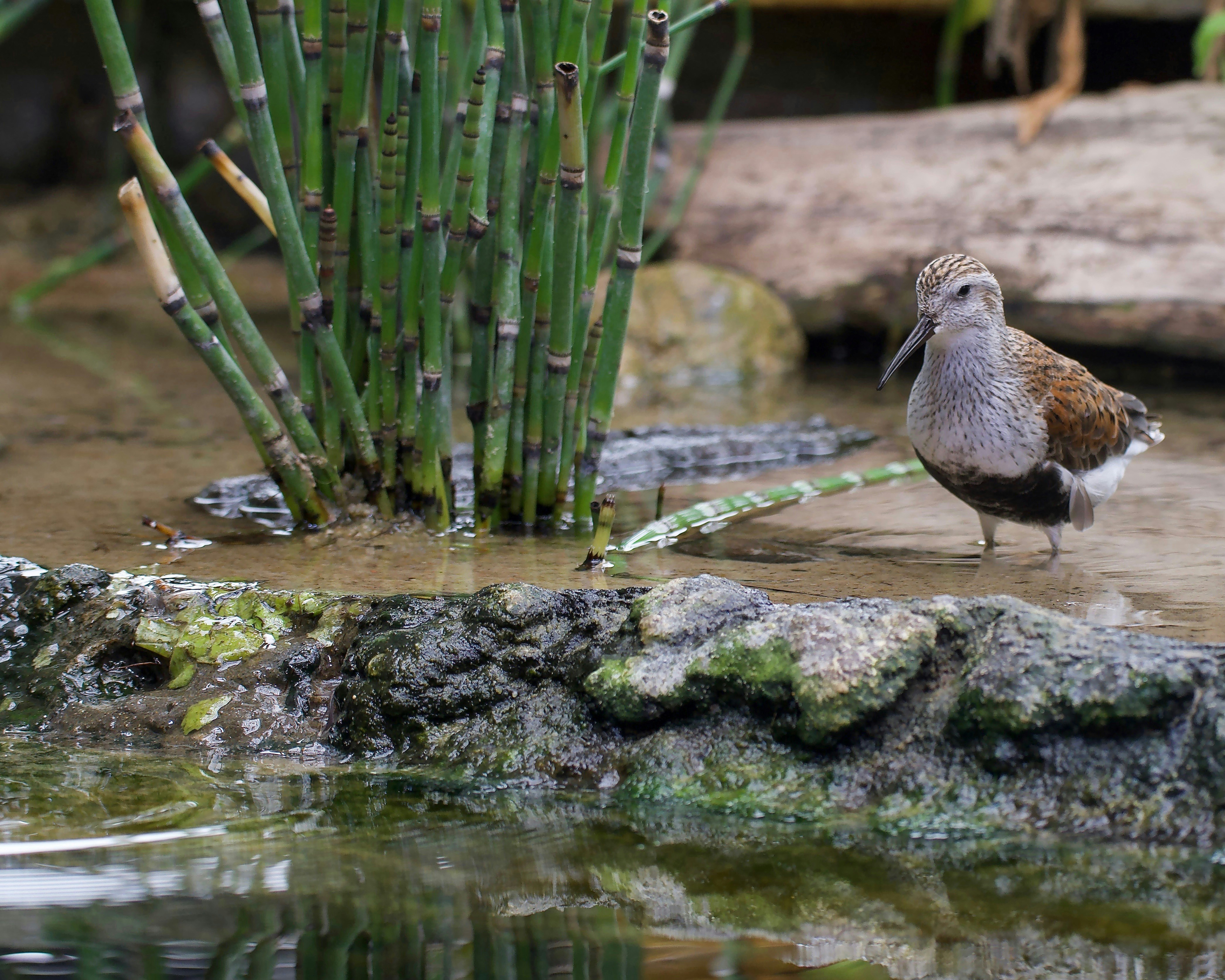 Rufous Babbler by the Shallow Edge