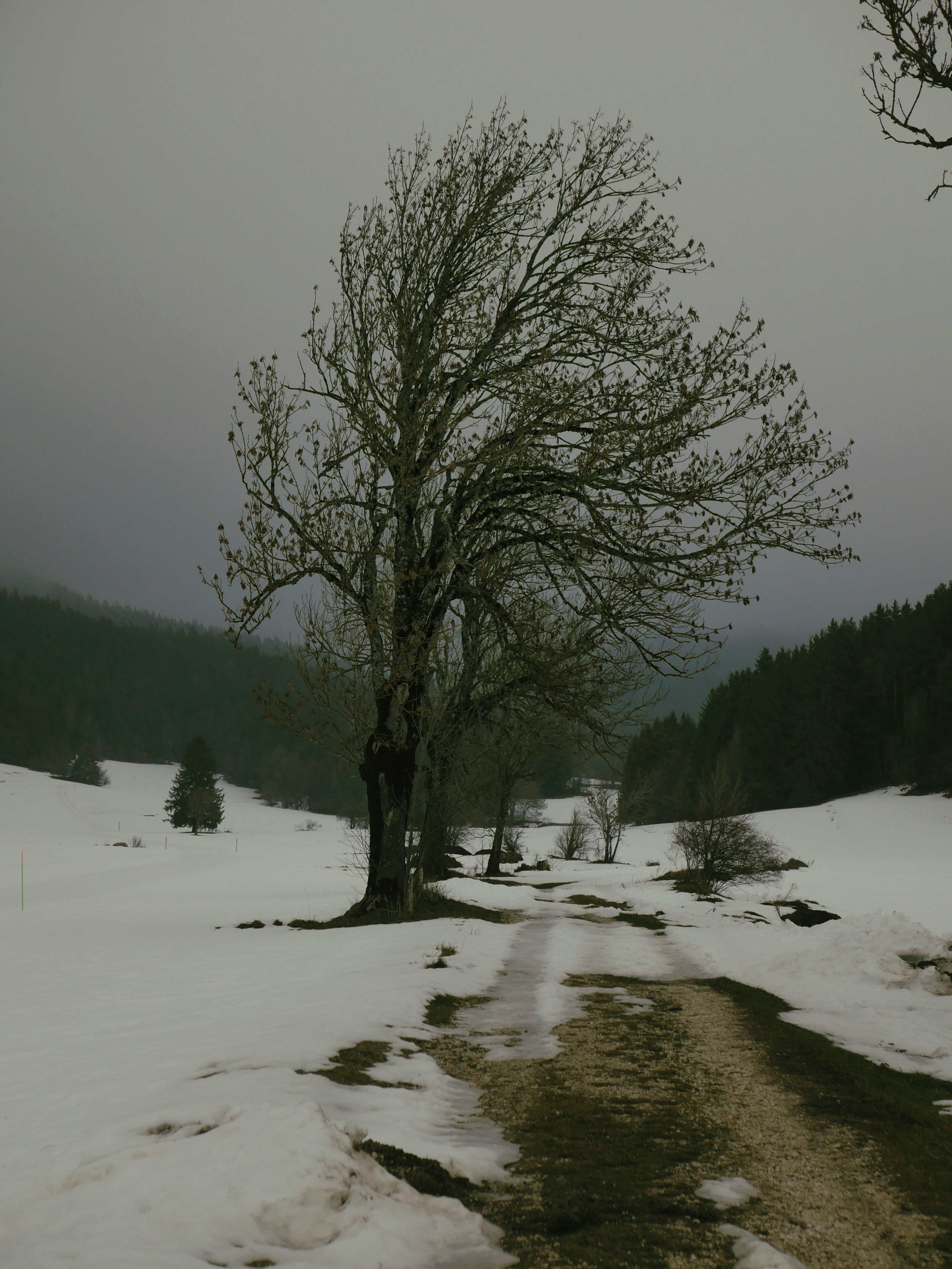 Lonely Wayward Tree on a Snowy Track