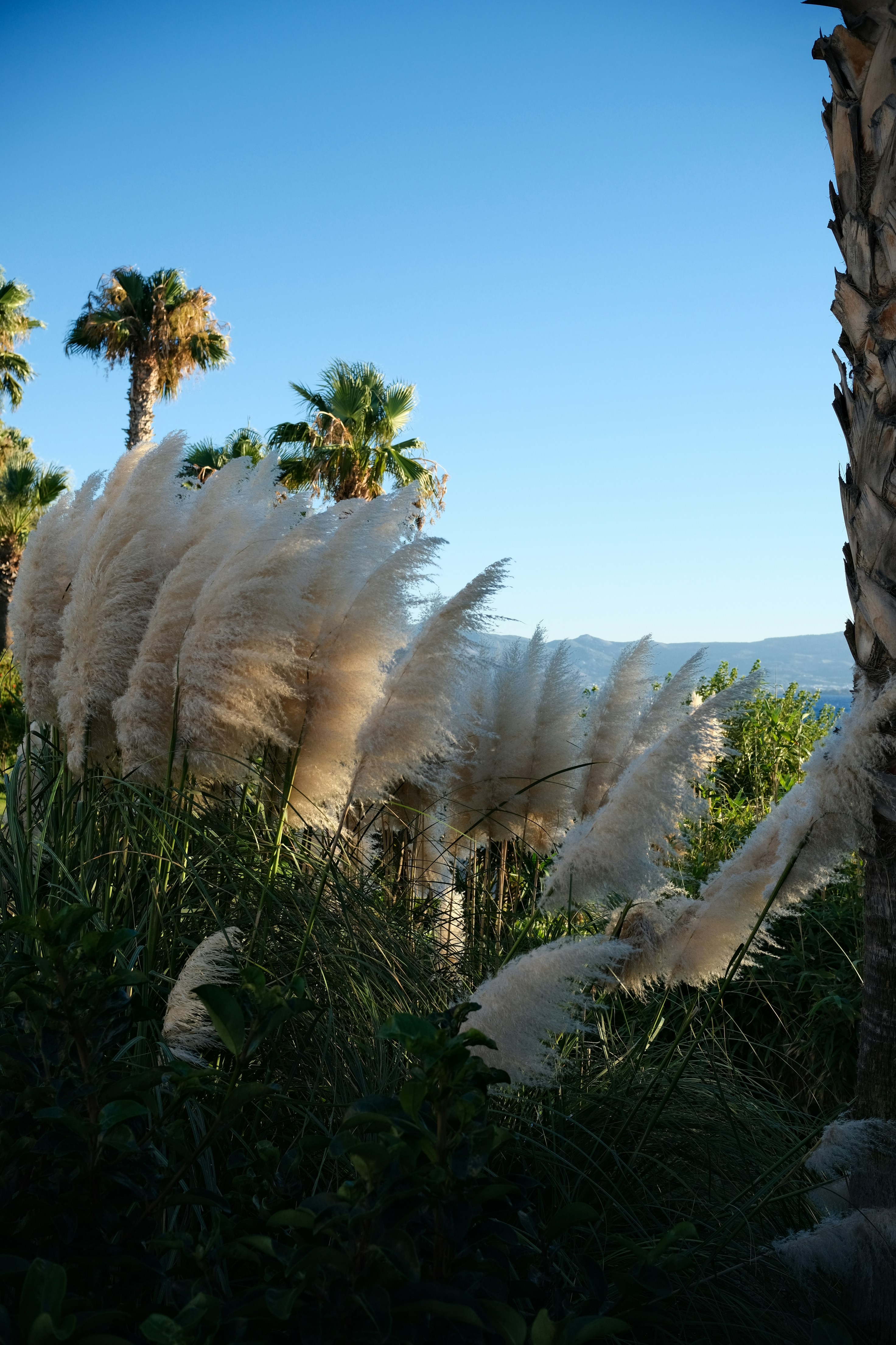 Fluffy Plume Lights Against a Coastal Sky