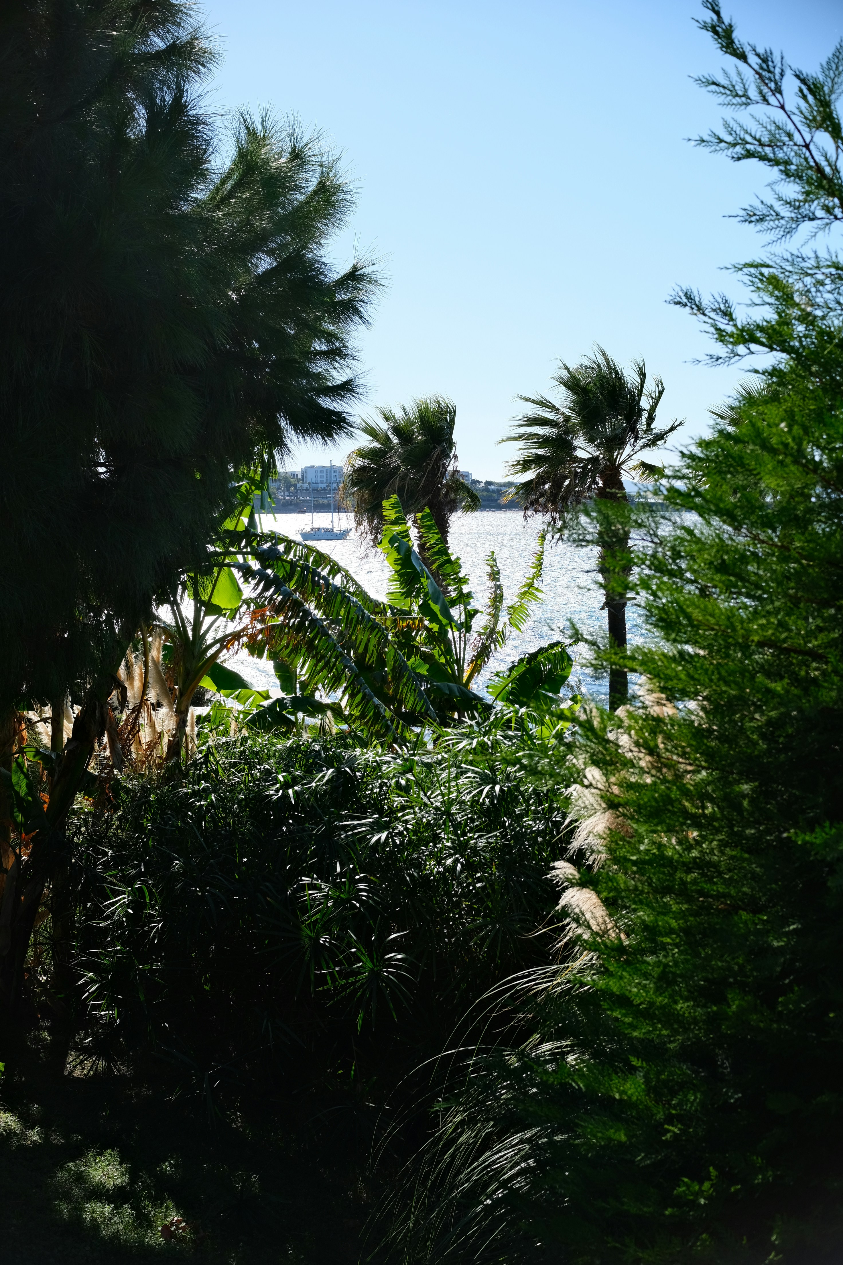 Sunlit Edge: Framing the Quiet along a Waterway