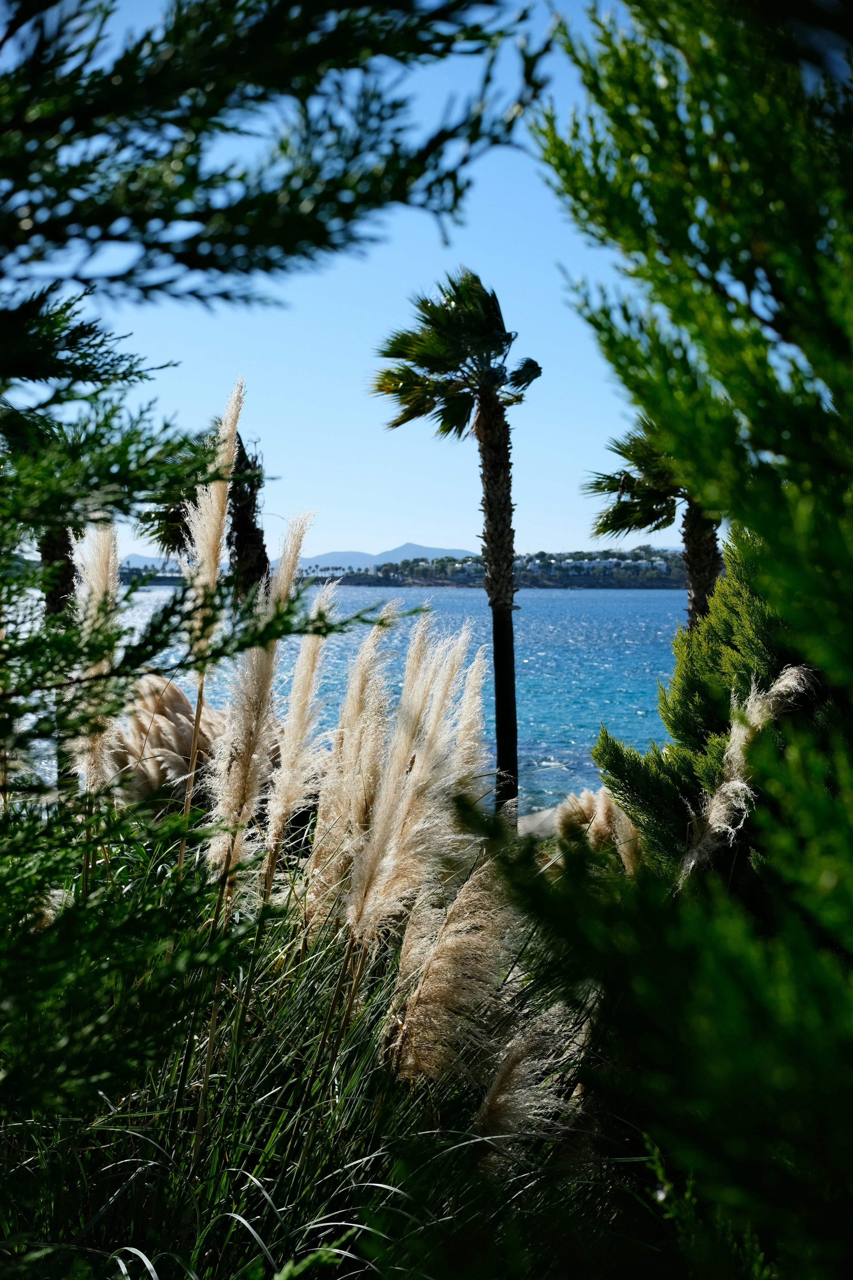 Ocean View Through Framing Greens and Grasses