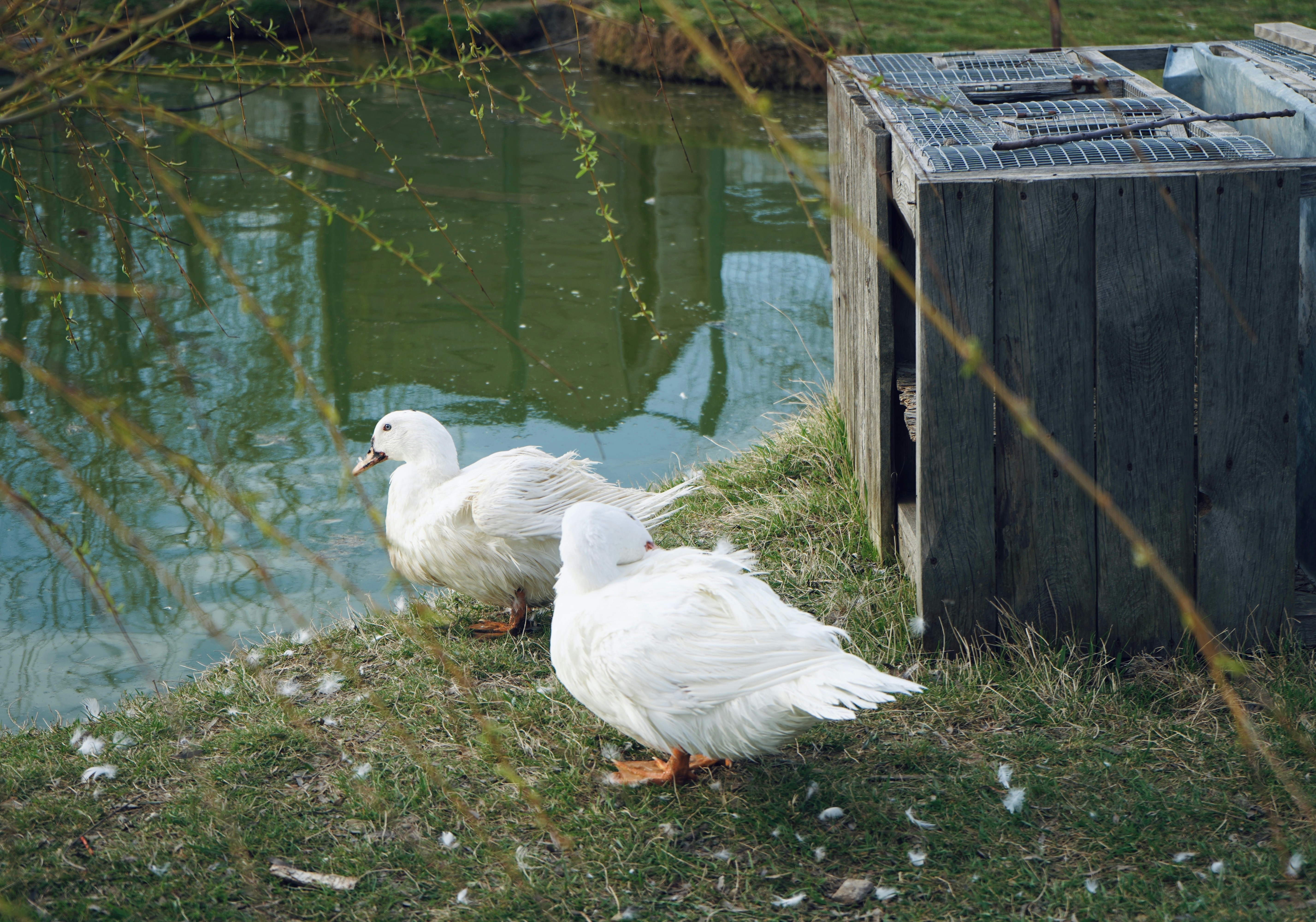 Two White Ducks Rest Along a Waterside Creek