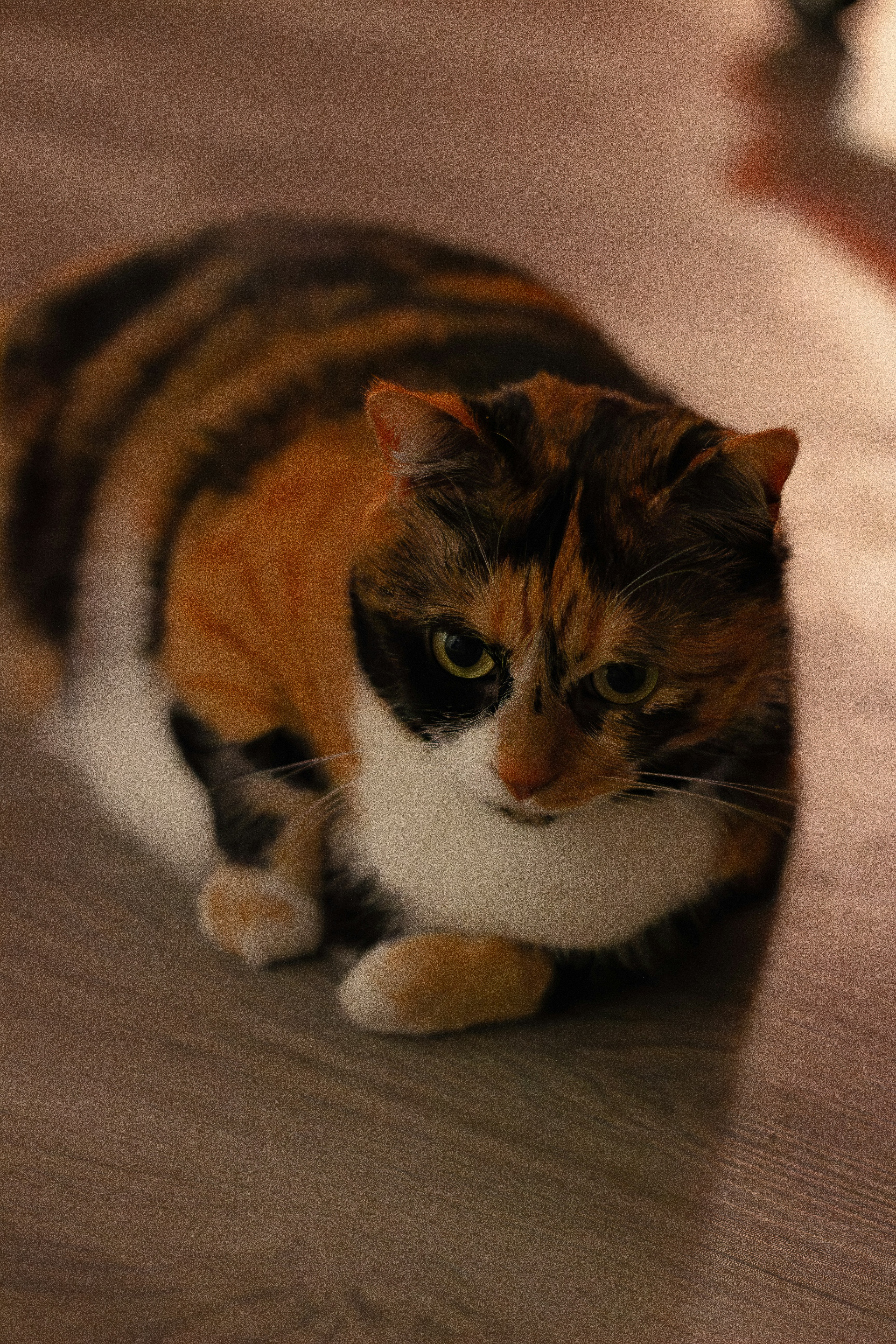 Calm Calico Gaze: A Folded Paws Portrait on Wooden Floor