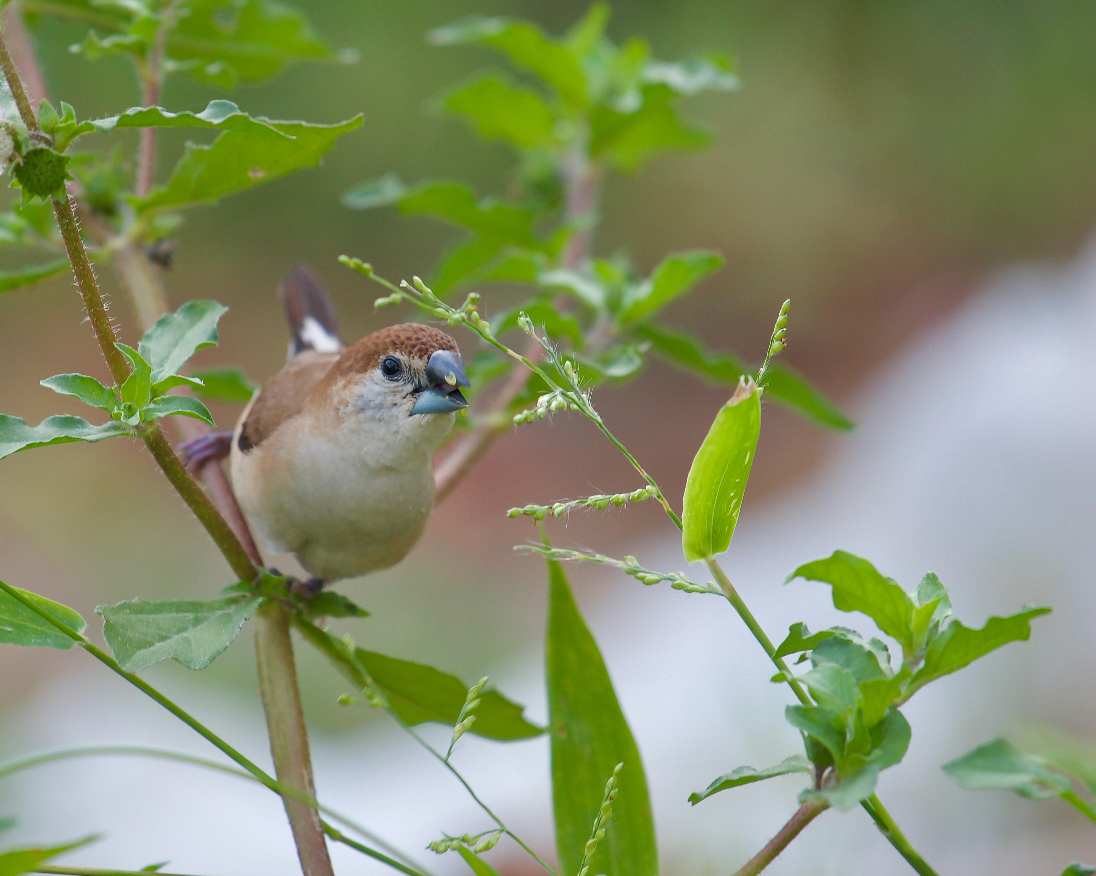 Tiny Orbit: A Cedar Waxwing Wink on a Green Twig