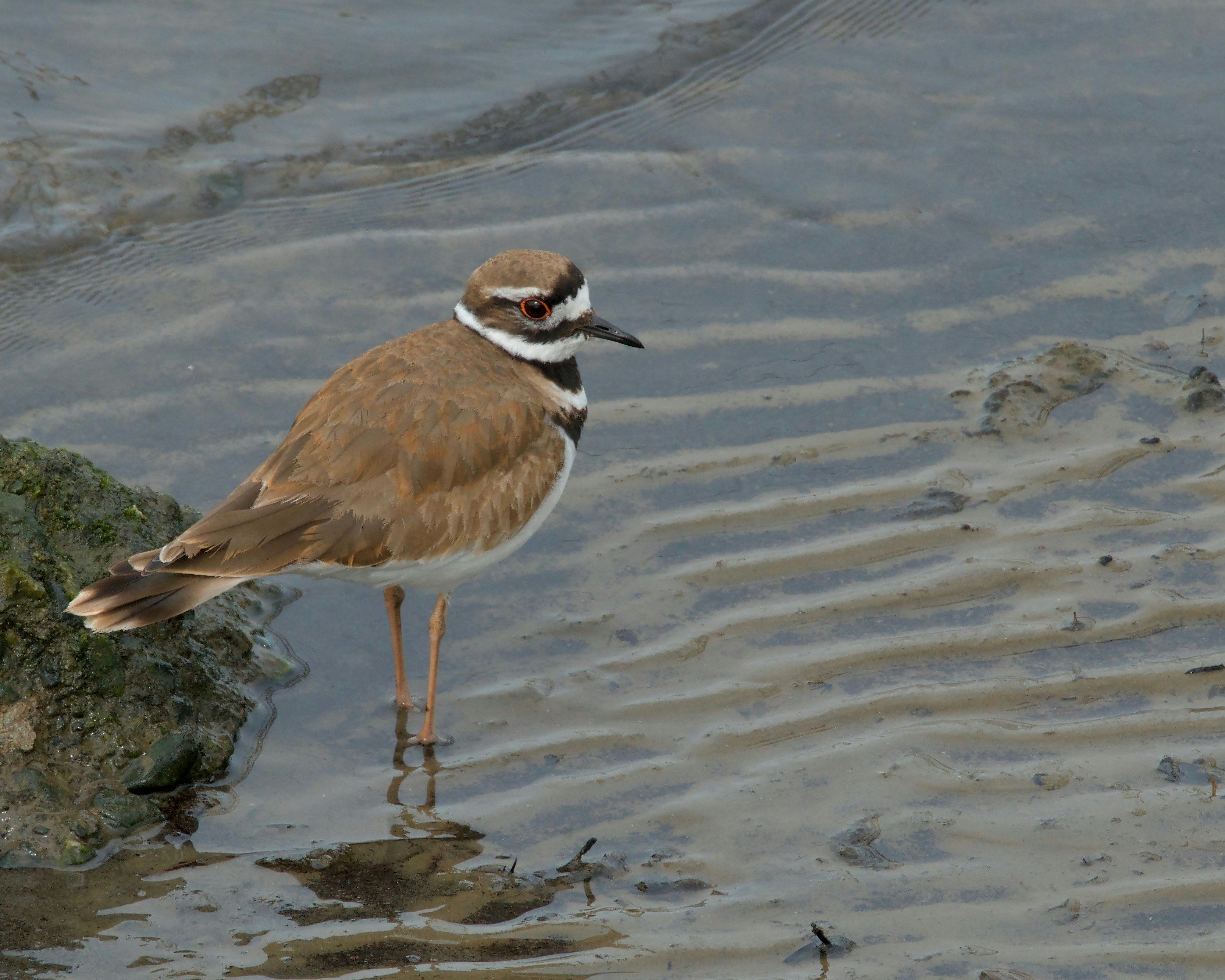 Candidate at the Shoreline: A Little Ringed Plover in Calm Tidal Trails