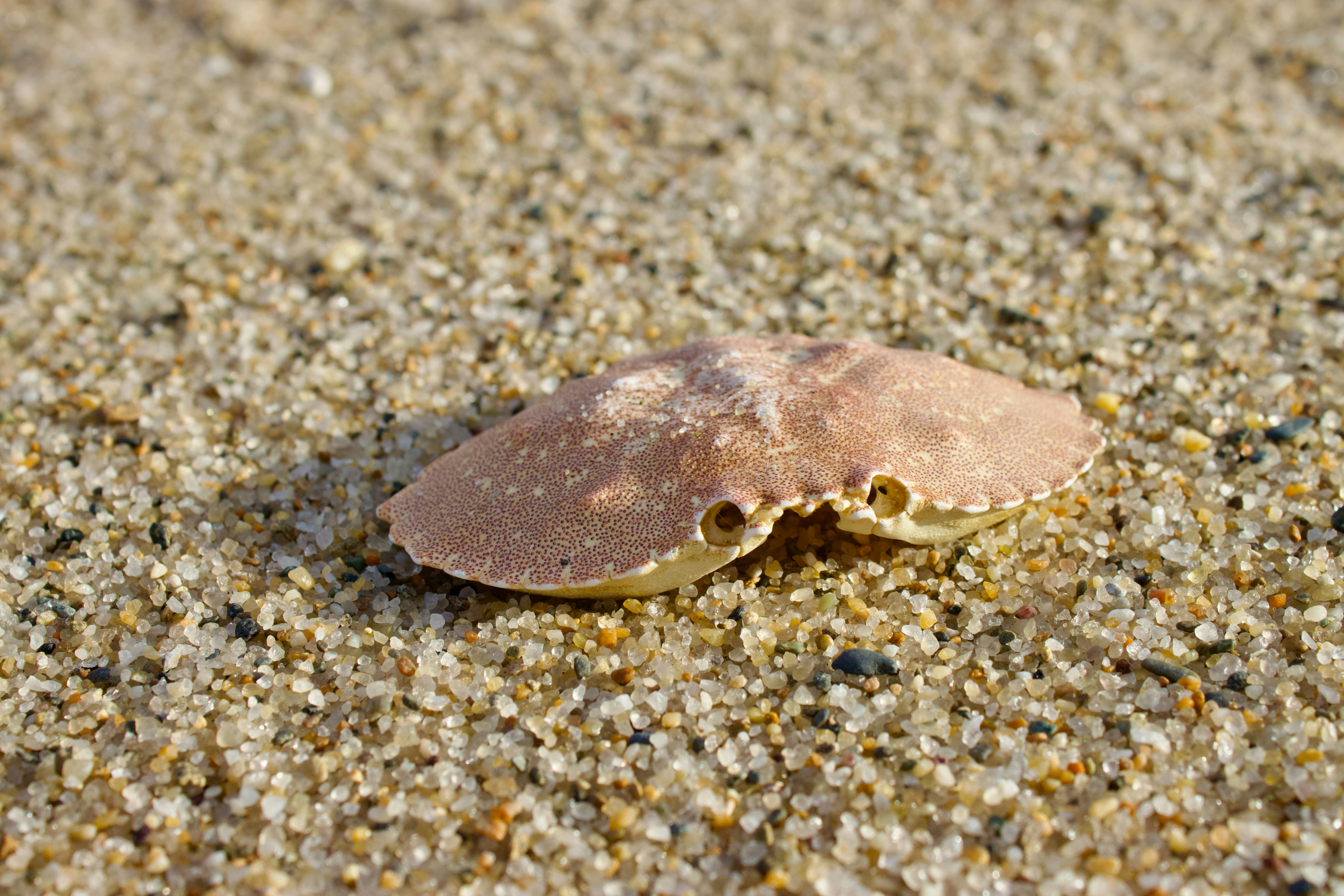 Desert Sand Scout: A Sand Crab Sealed in a Tiny Armored Shell