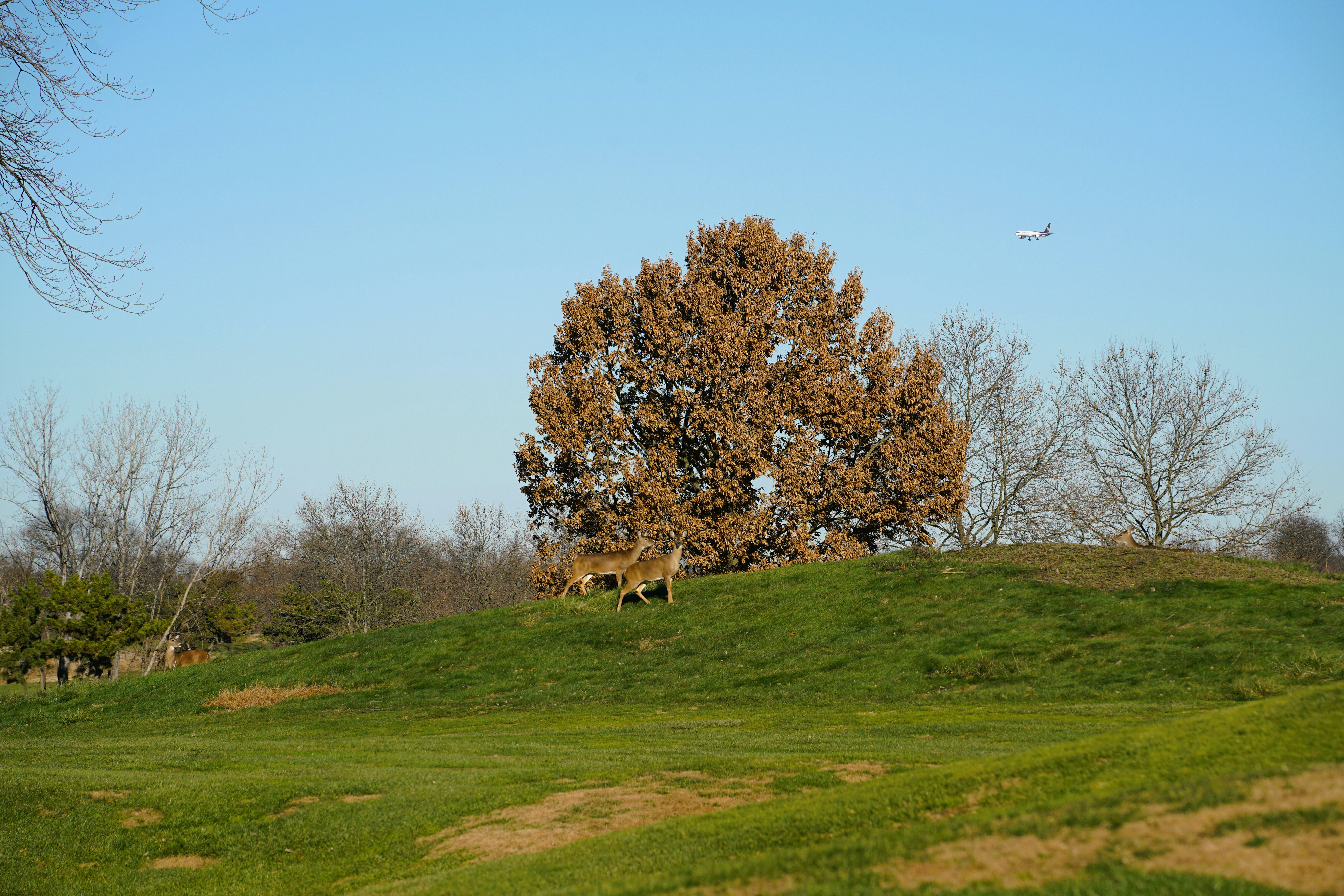 Lone tree on a grassy hill with airplane overhead photo – Free Deer ...