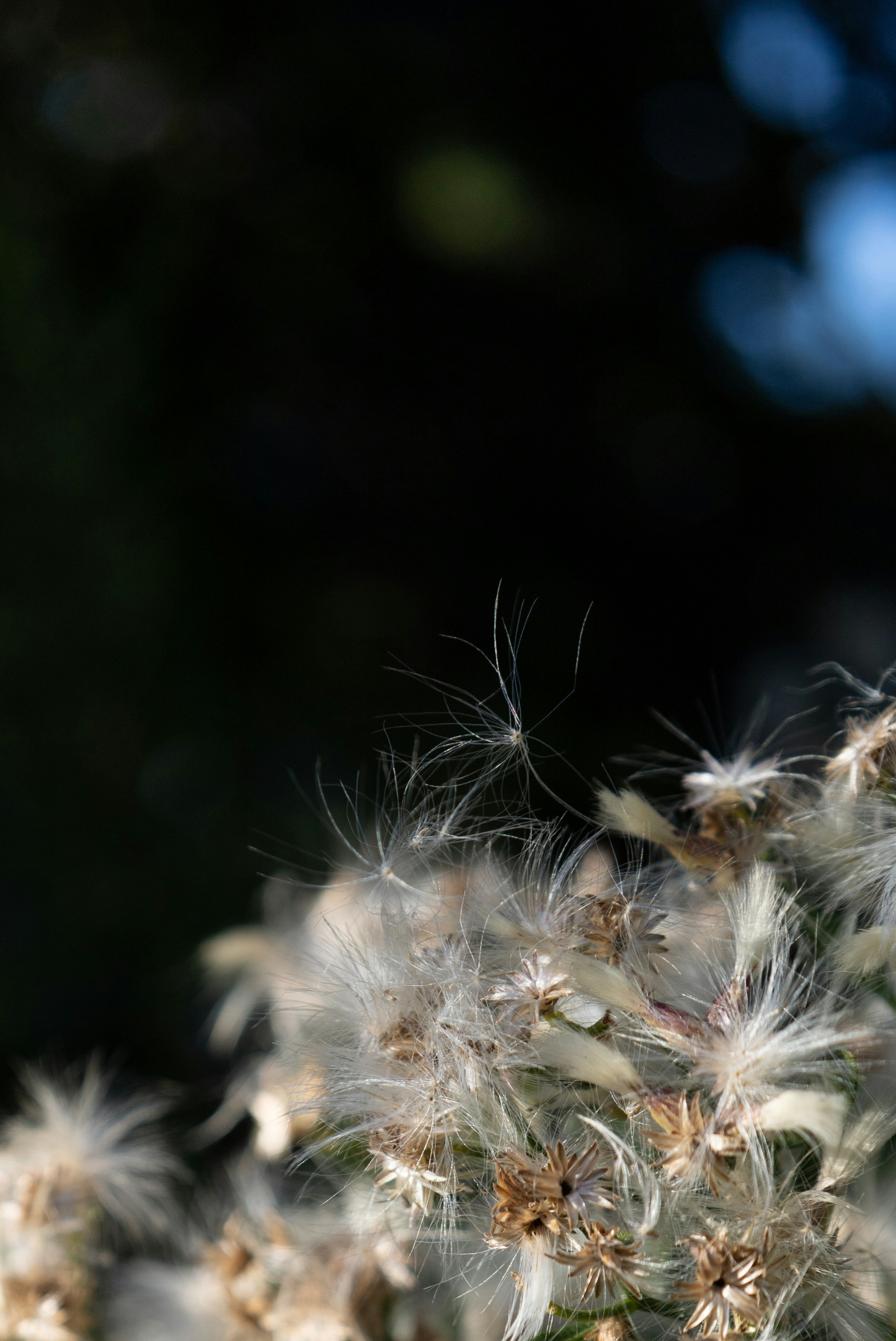 Dandelion Seeds Framing the Edge of Night