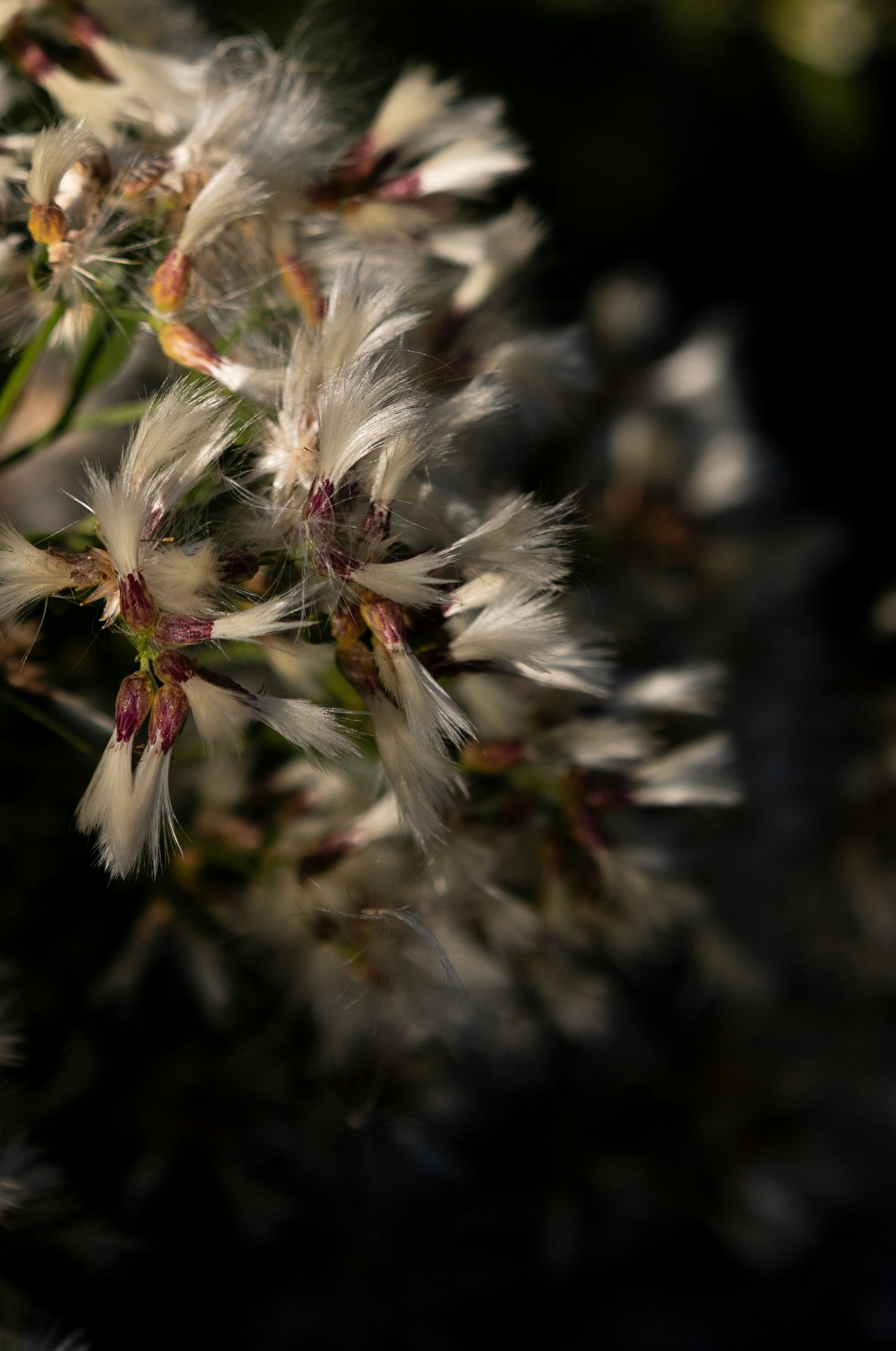 Soft Dandelion Wake: Backlit Seed Heads in a Night-touched Meadow