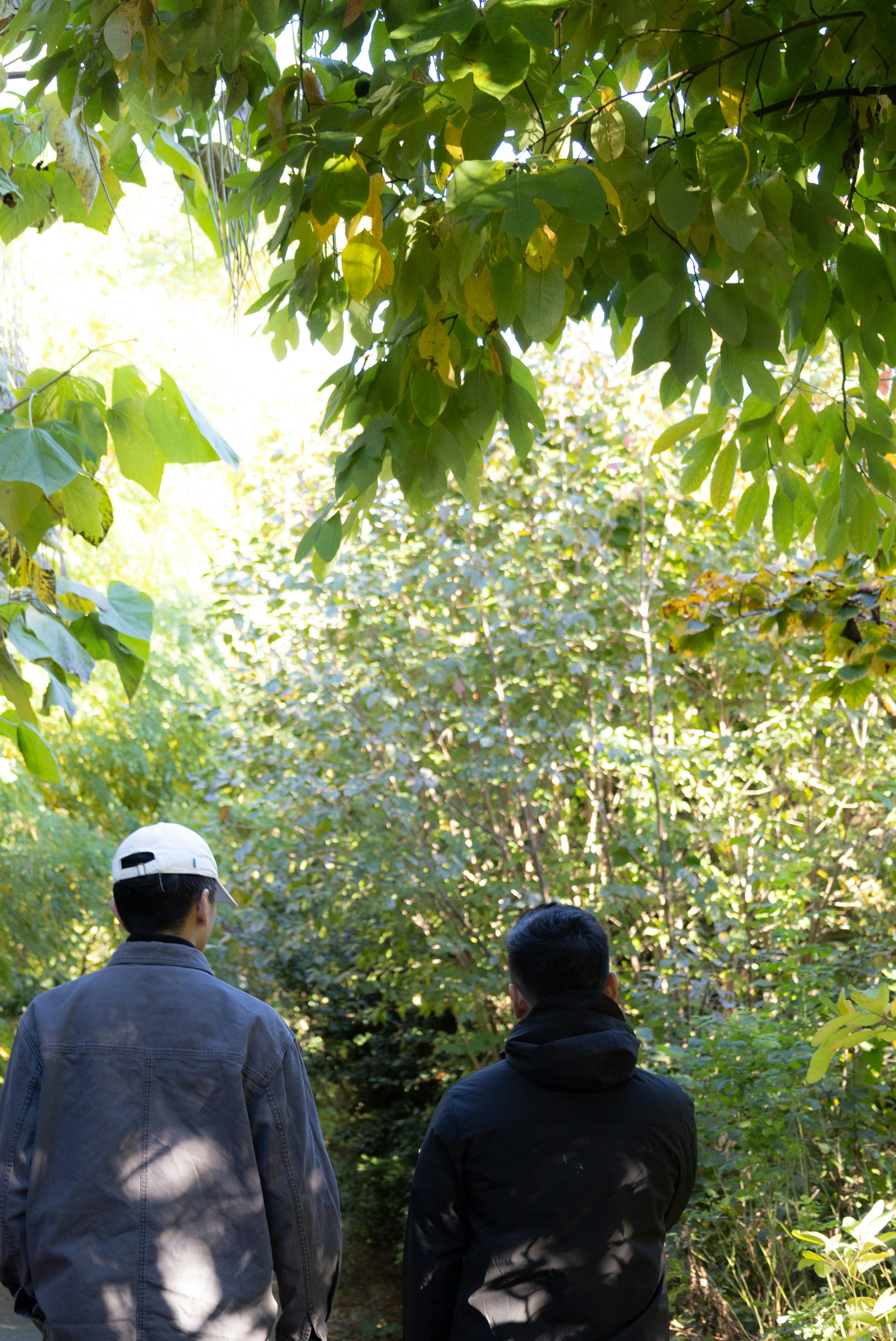 Two Figures Walk Into a Sunlit Canopy