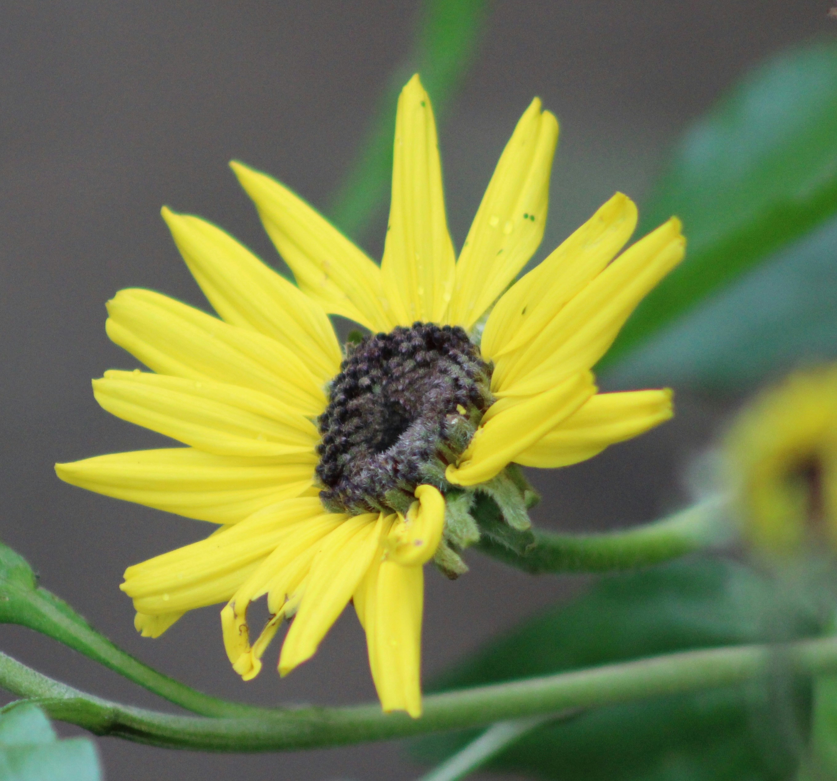 Sunlit Sunflower Spine: A Close-Up of a Withered Center