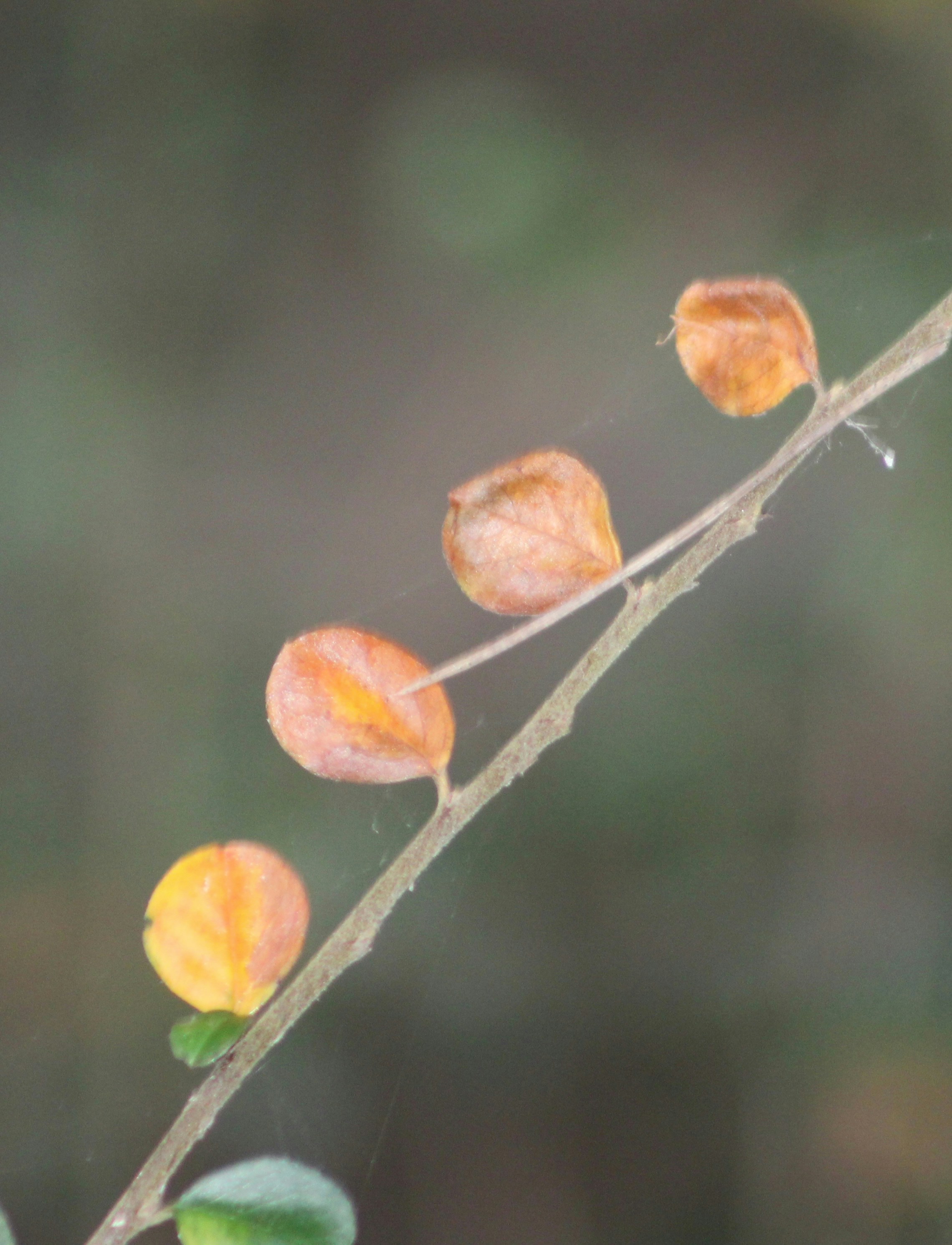 Autumnal Capsules on a Fragile Silk of Web