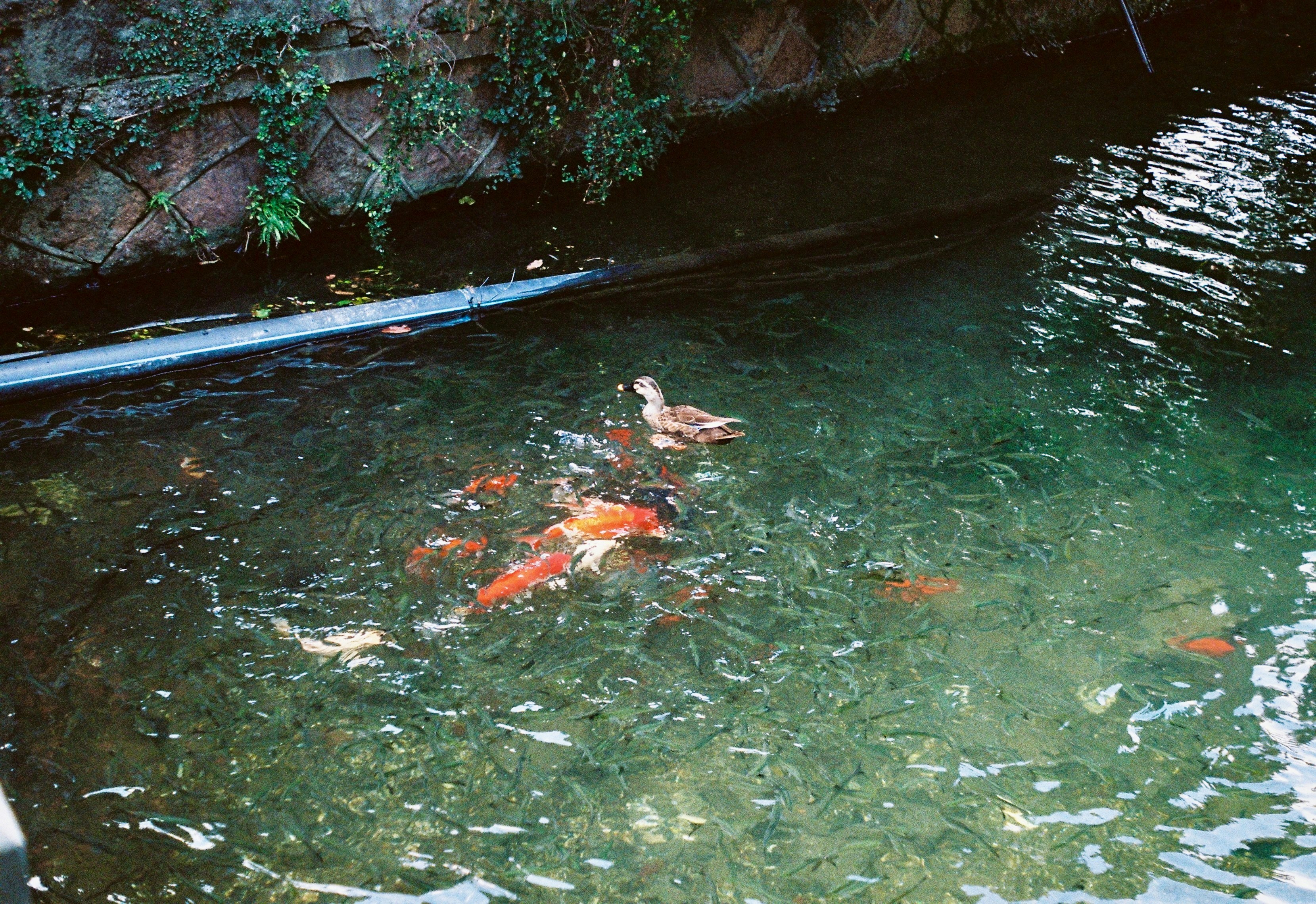 Koi in a Quiet Riverside Pool
