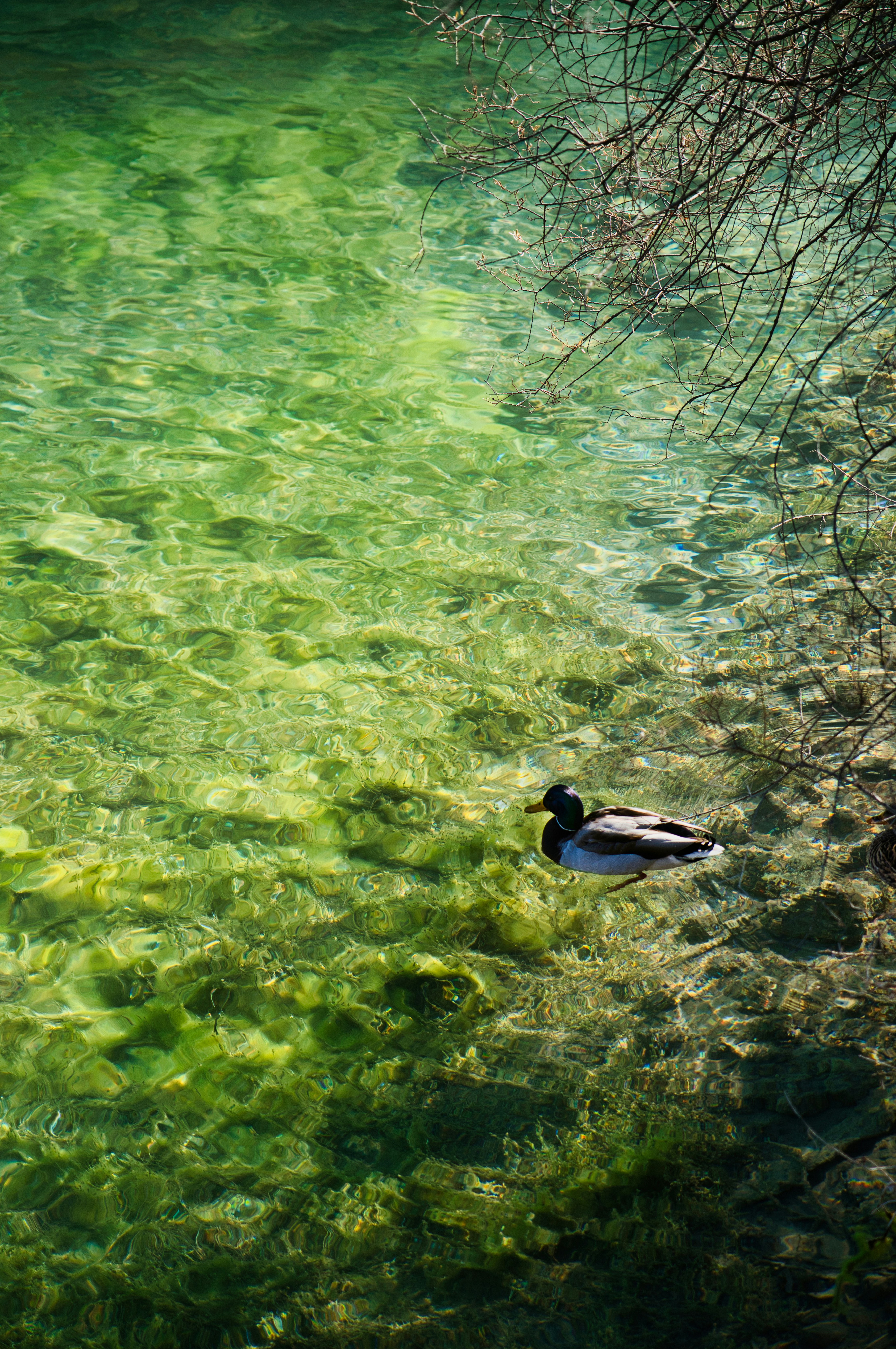 Emerald Quiet: A lone duck on crystal-green waters