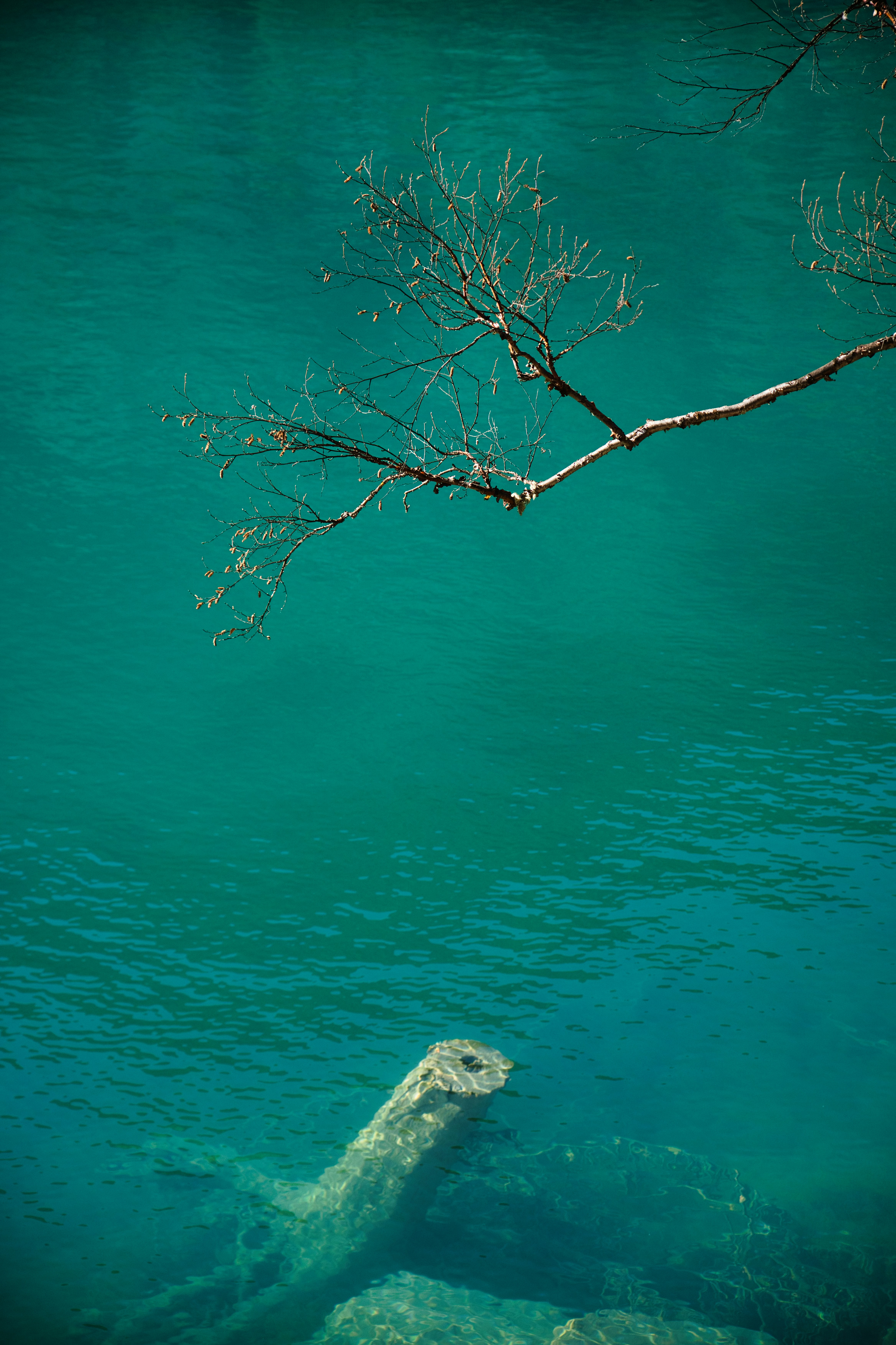 Branch Dreams Over Teal Waters