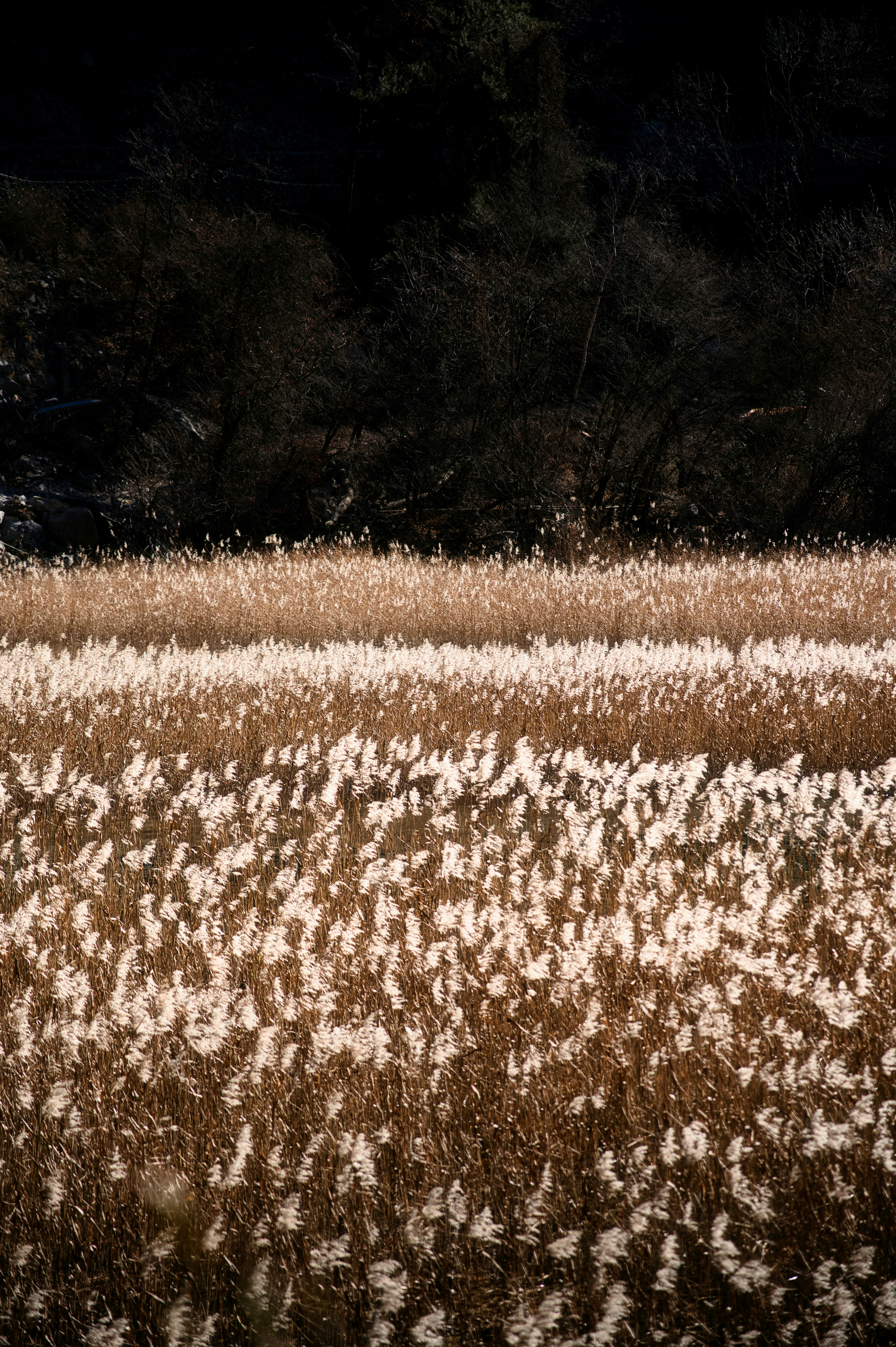 Golden Reed Field at Dusk