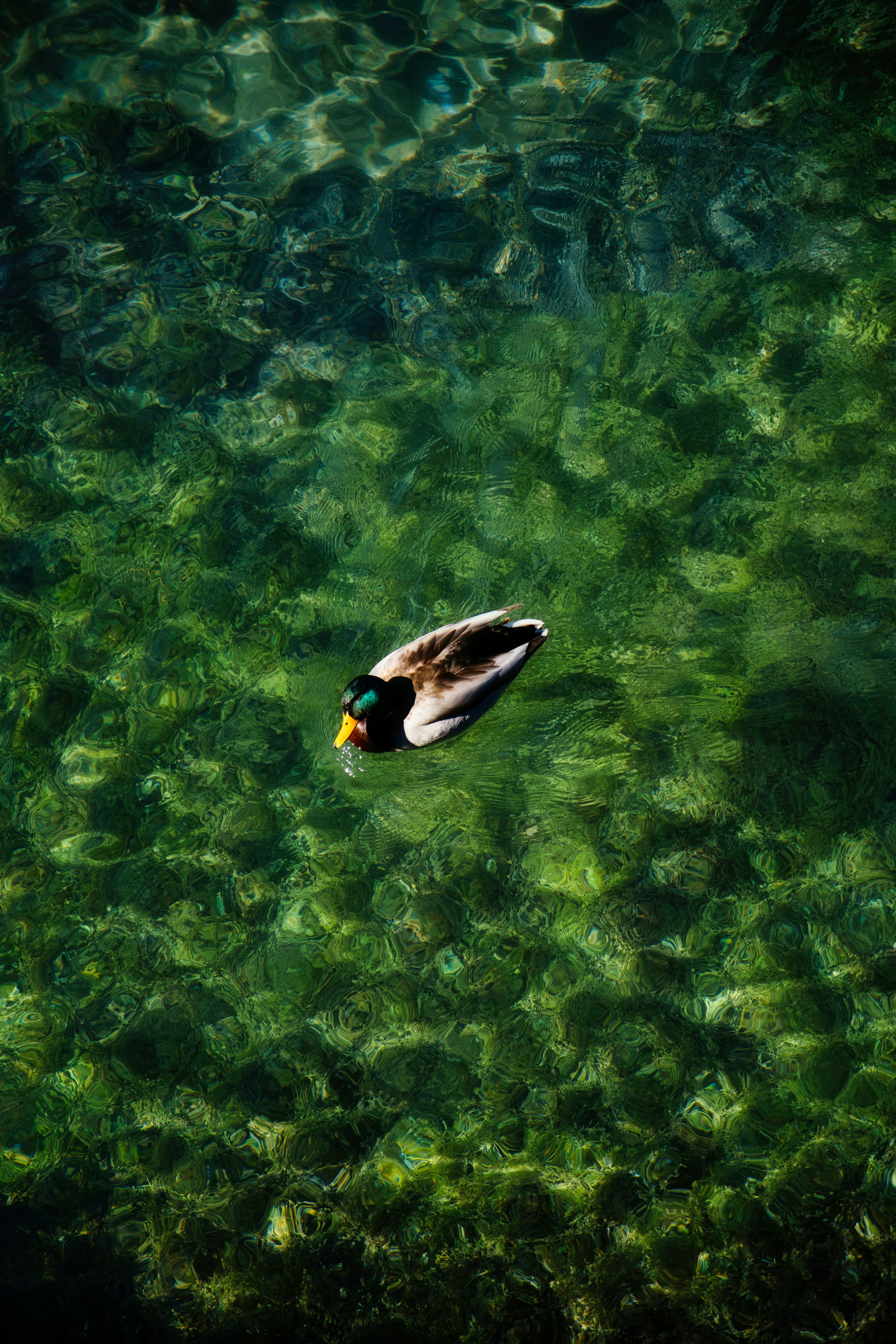 Single Mallard Drifts Through Emerald Echoes