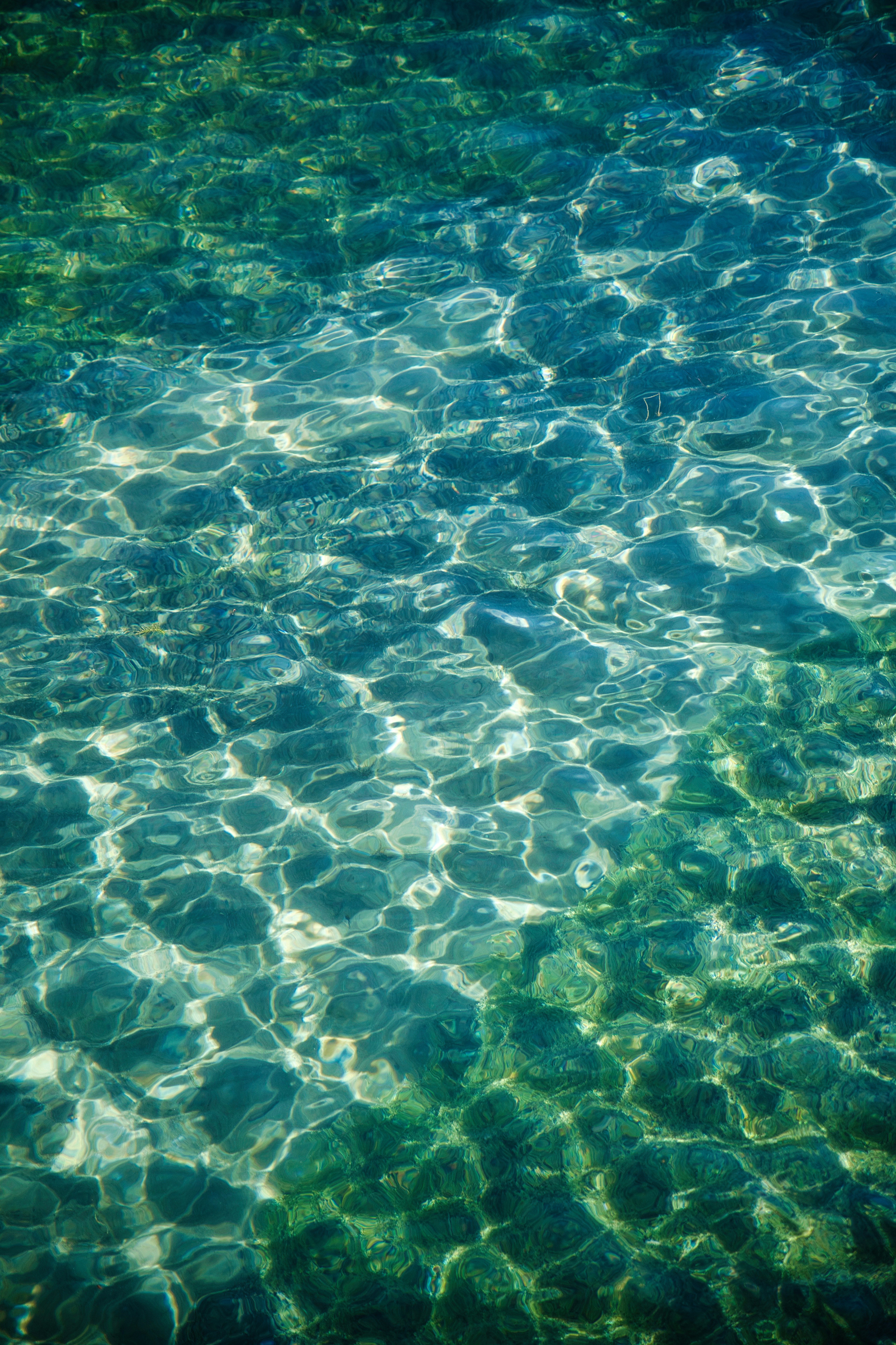 Sunlit Swim: A Mosaic of Aquatic Light and Color