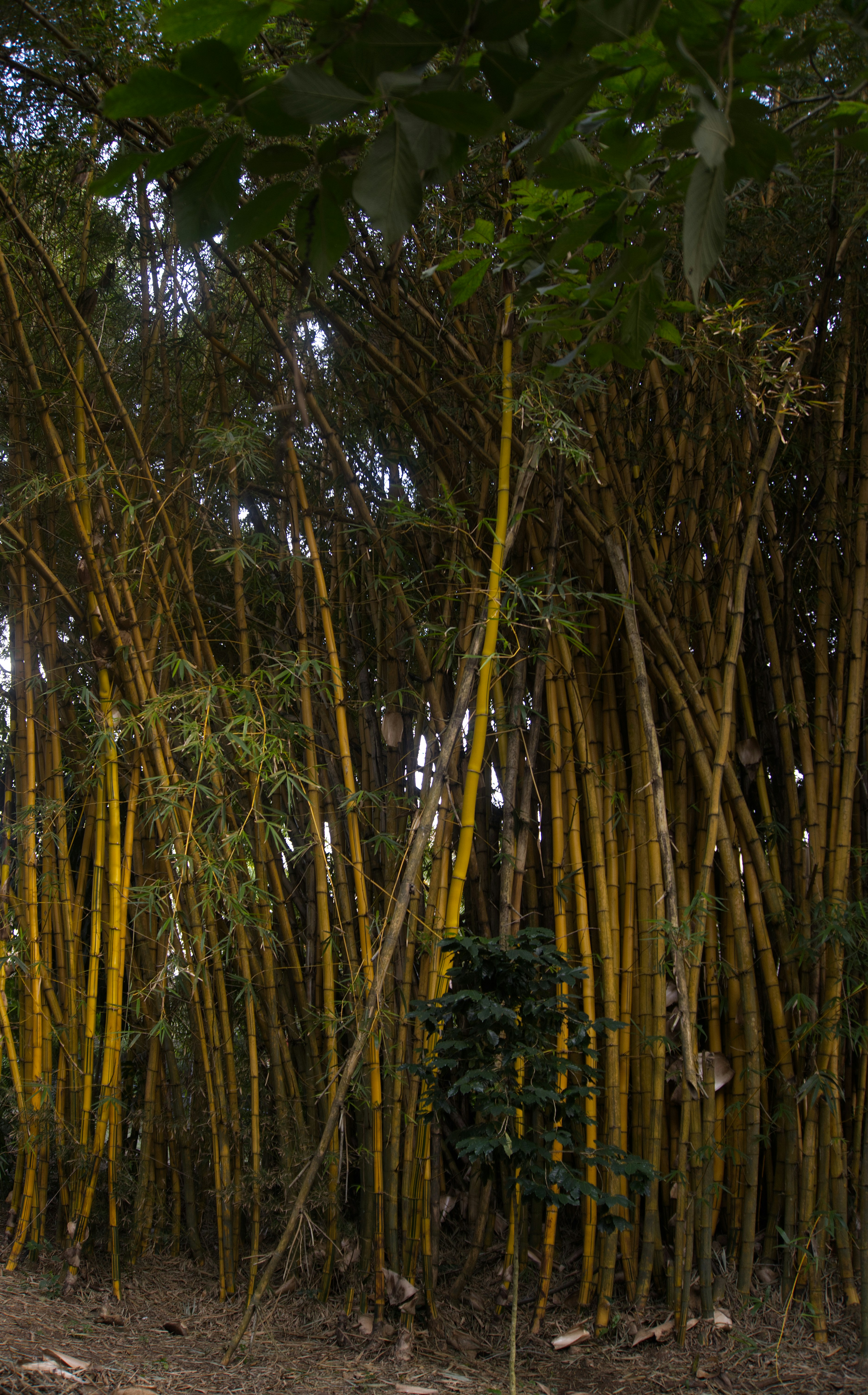 Golden Columns in a Quiet Bamboo Corridor