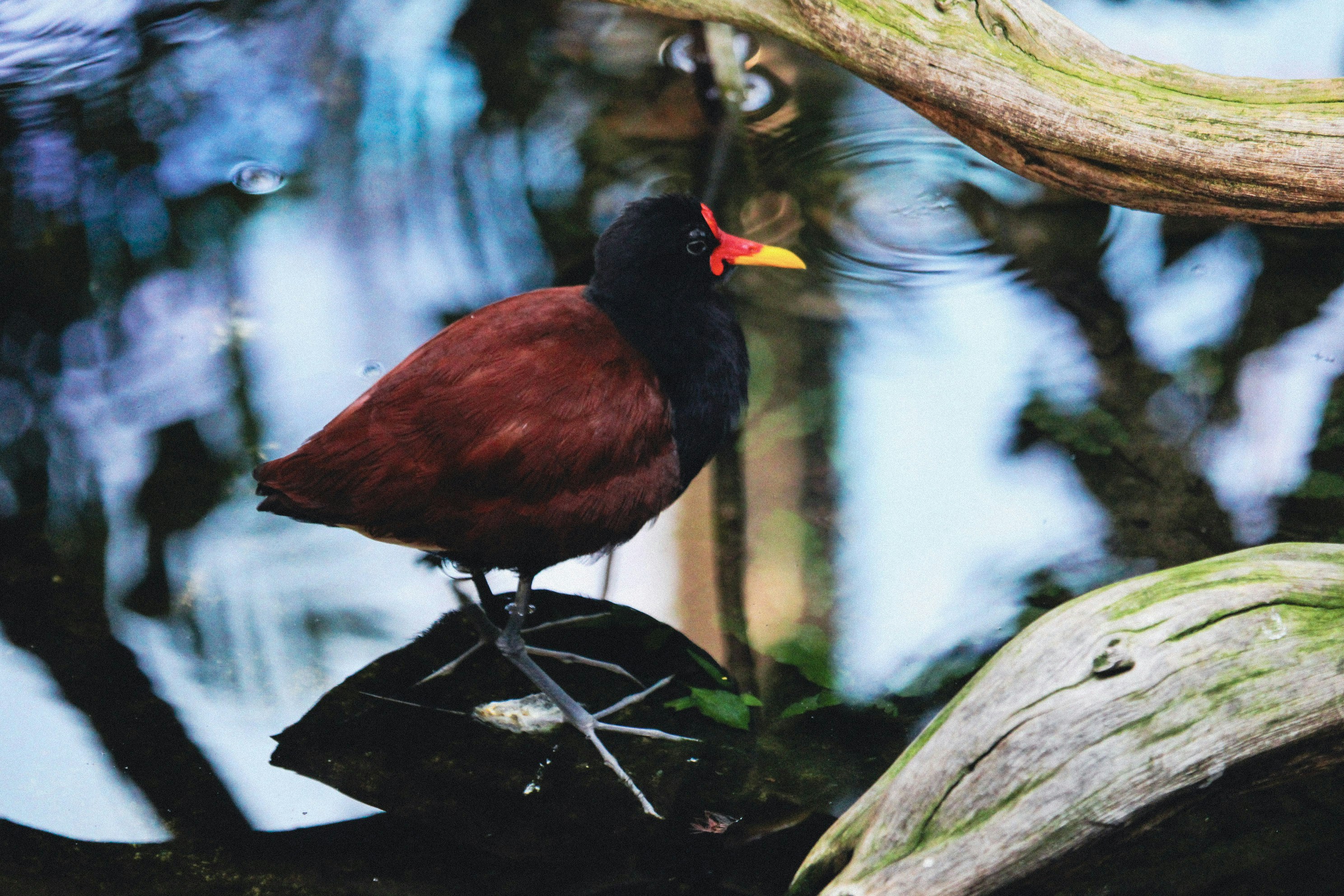 Red-billed Thrush in a Brushwood Perch