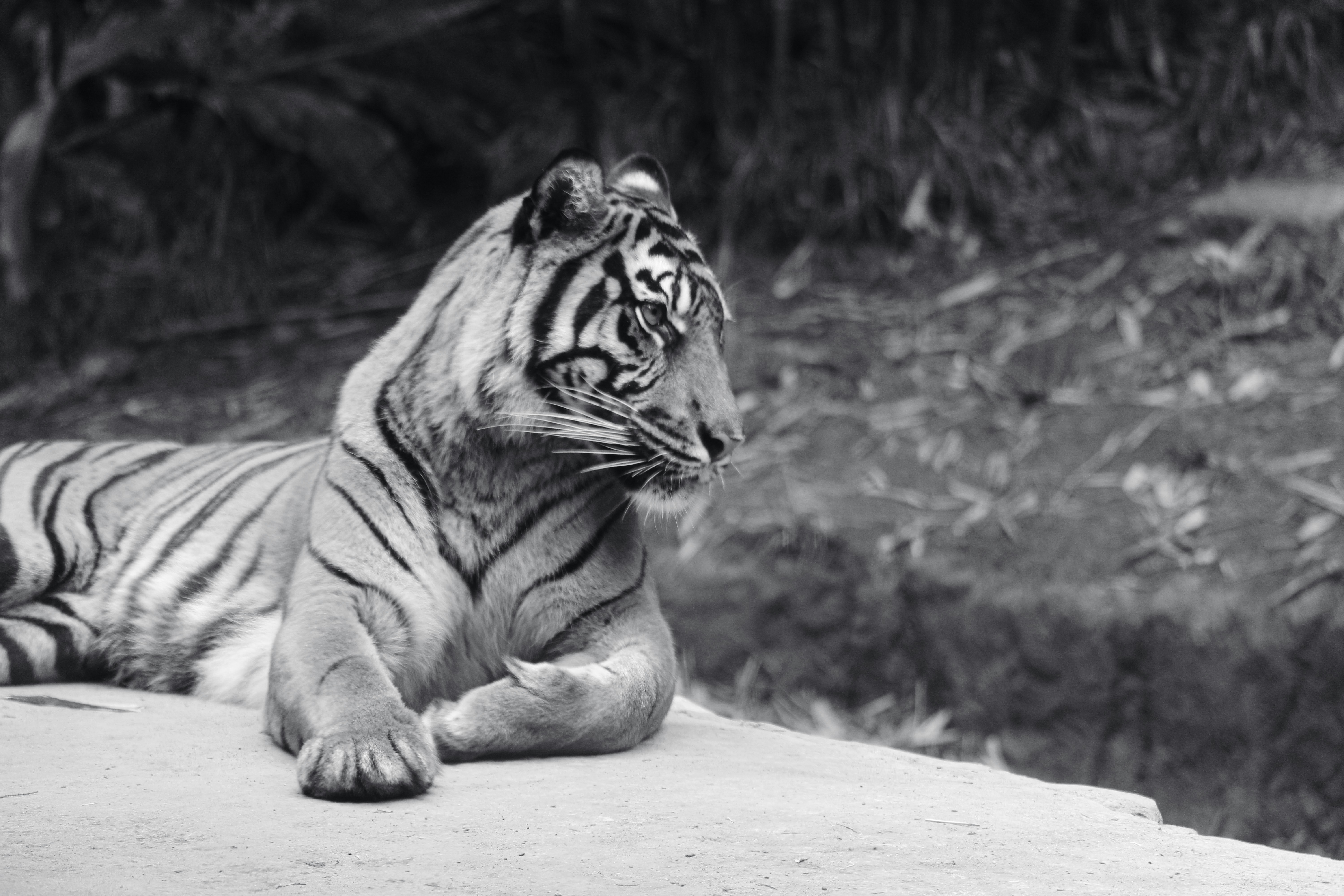 Quiet Majesty: A Tiger Cub Pause at Dusk
