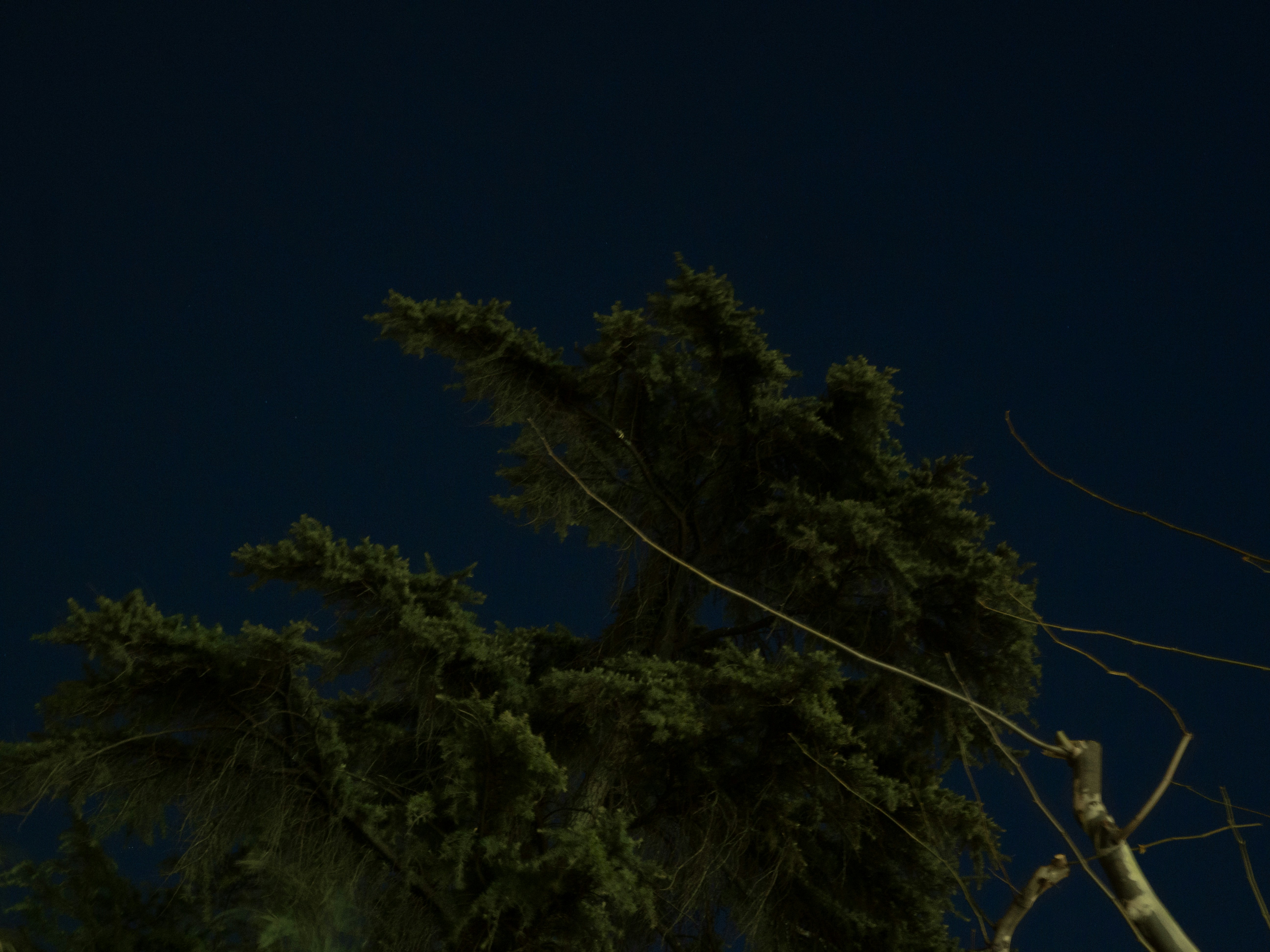 Pine tree branches against a dark night sky