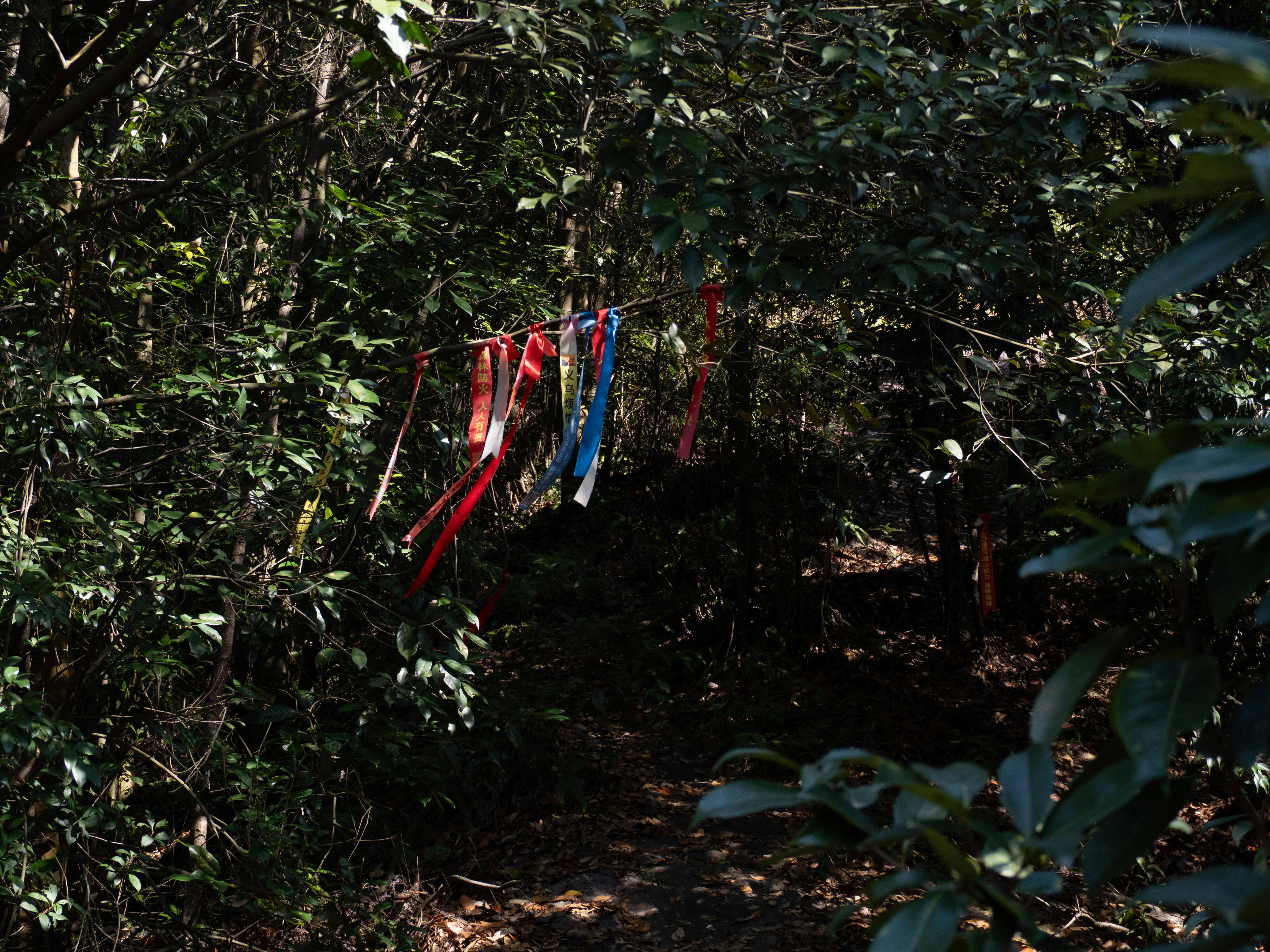 Colorful ribbons tied to branches in a forest path