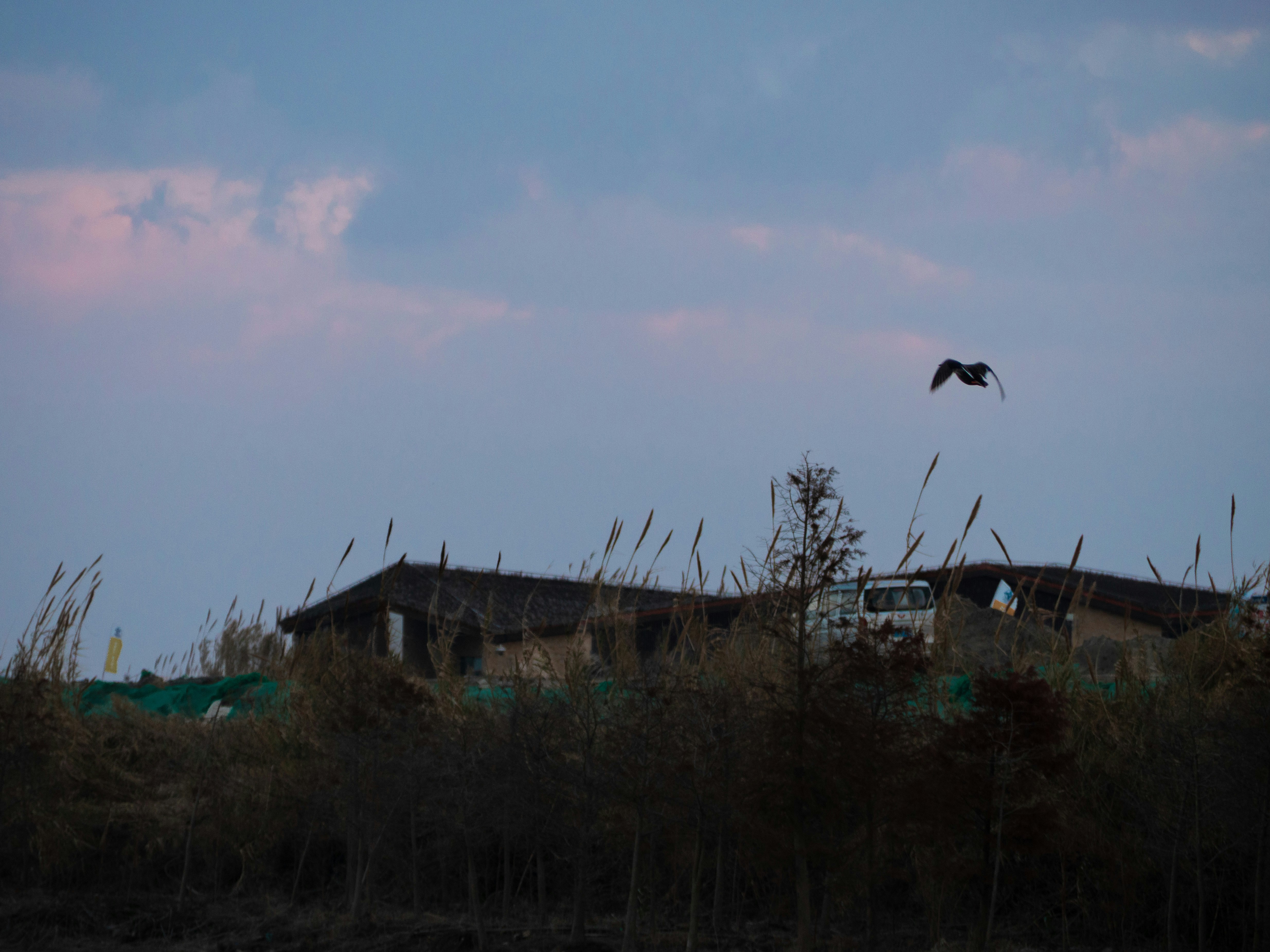 A bird flies over buildings at dusk.