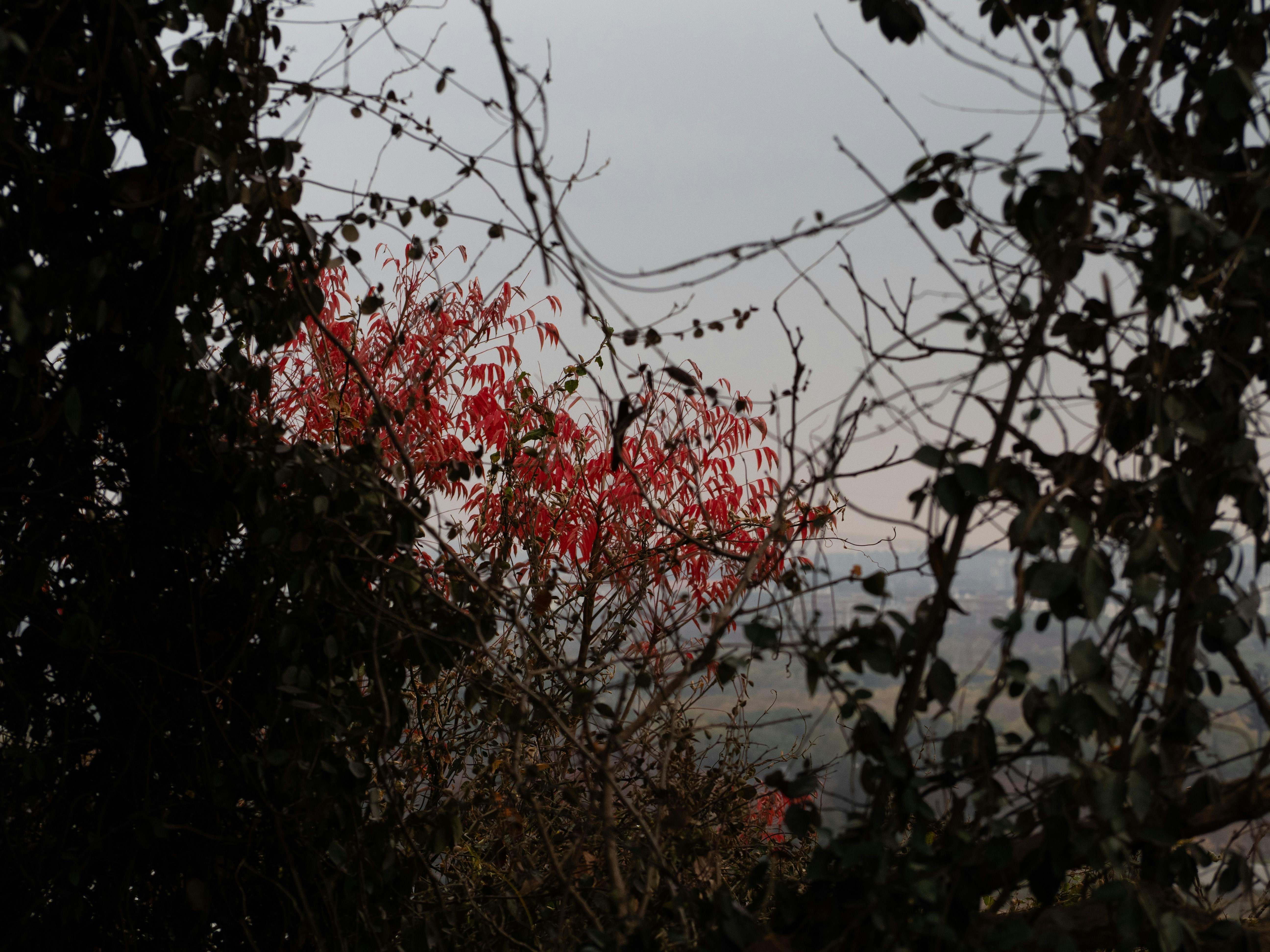 Bright red leaves on a tree branch with dark foliage.
