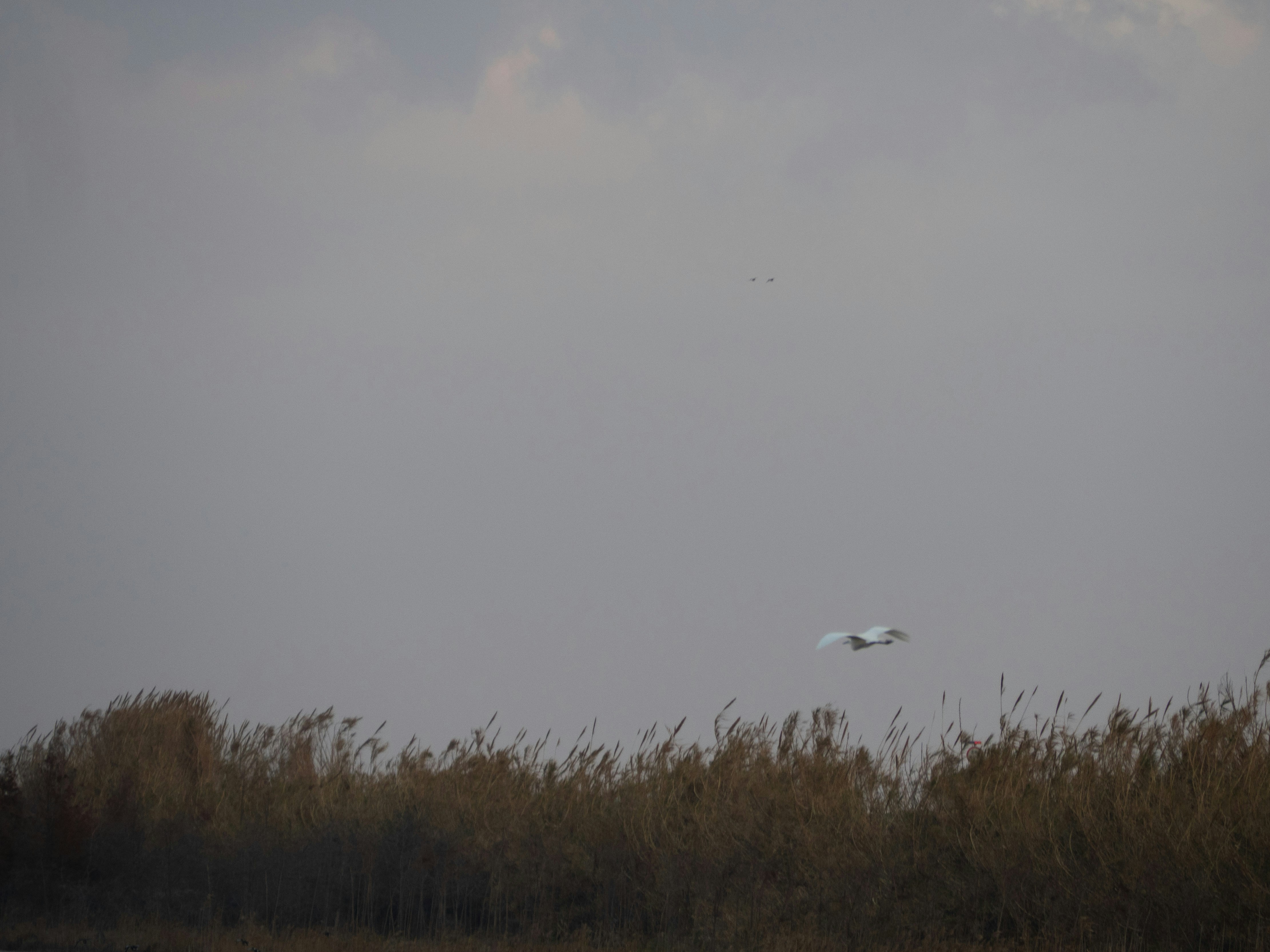 A white bird flies over reeds under a cloudy sky.