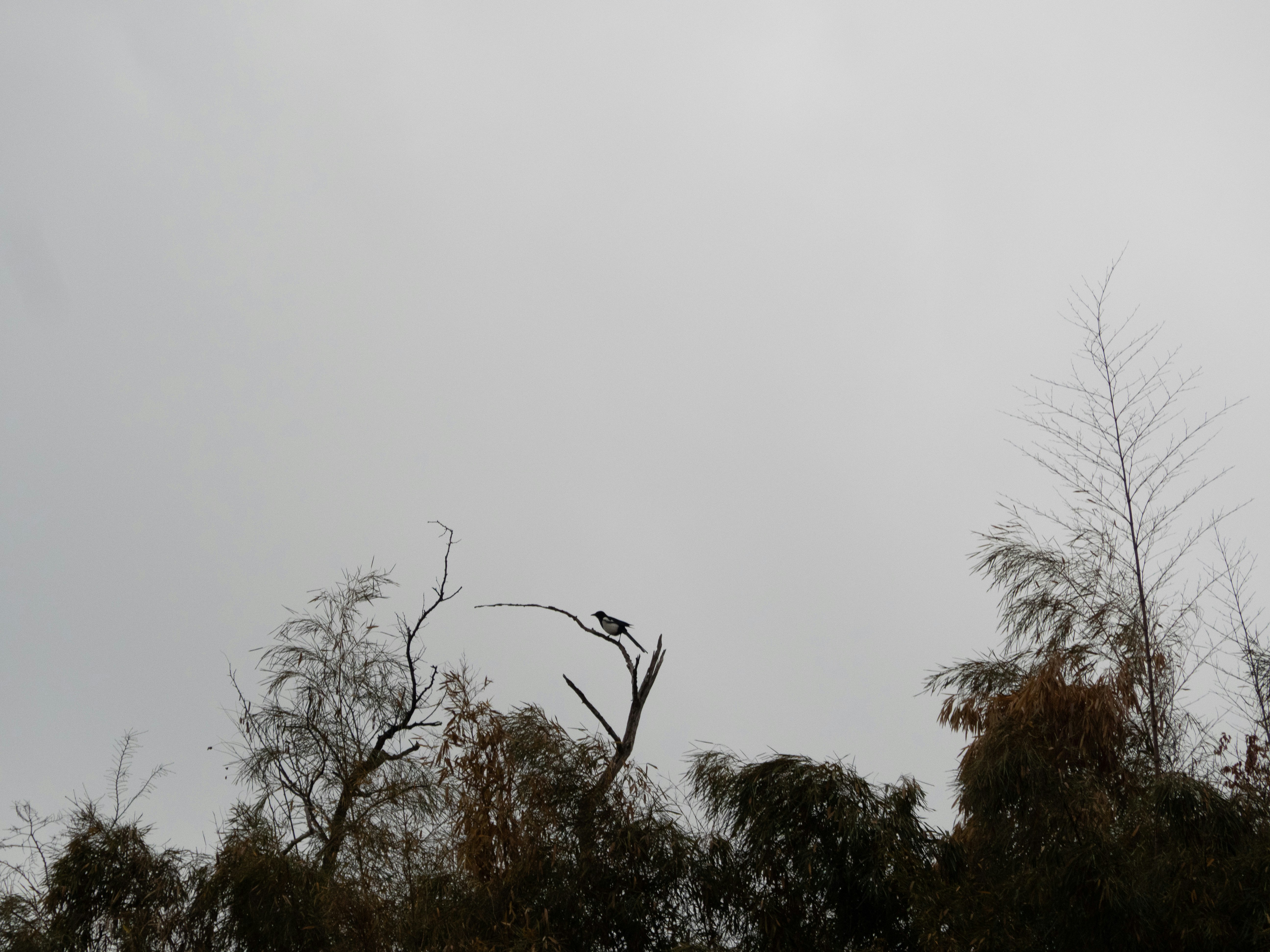 A bird perched on a bare tree branch.