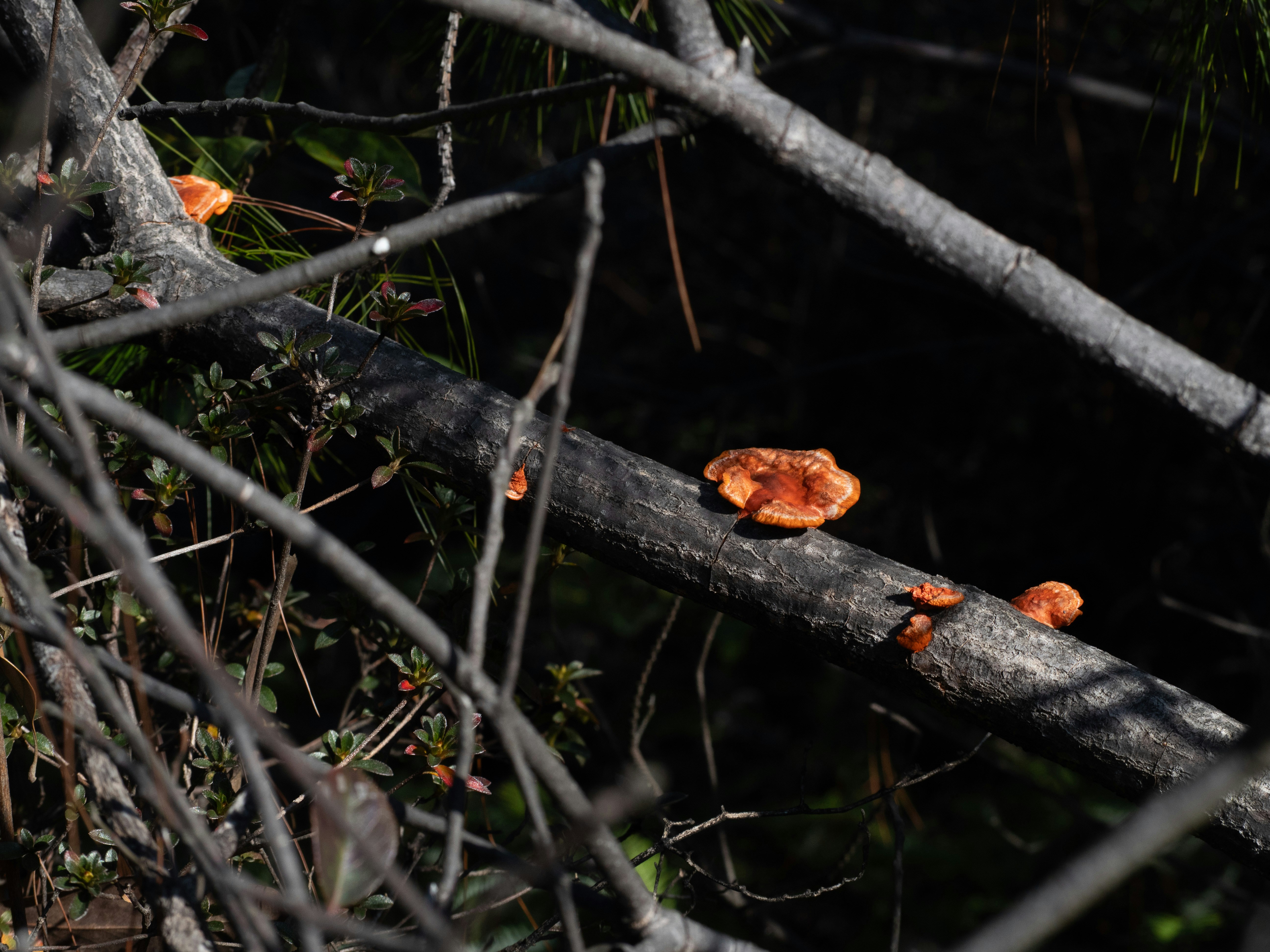 Setas naranjas creciendo en una rama caída. foto – Imagen de Bosque ...