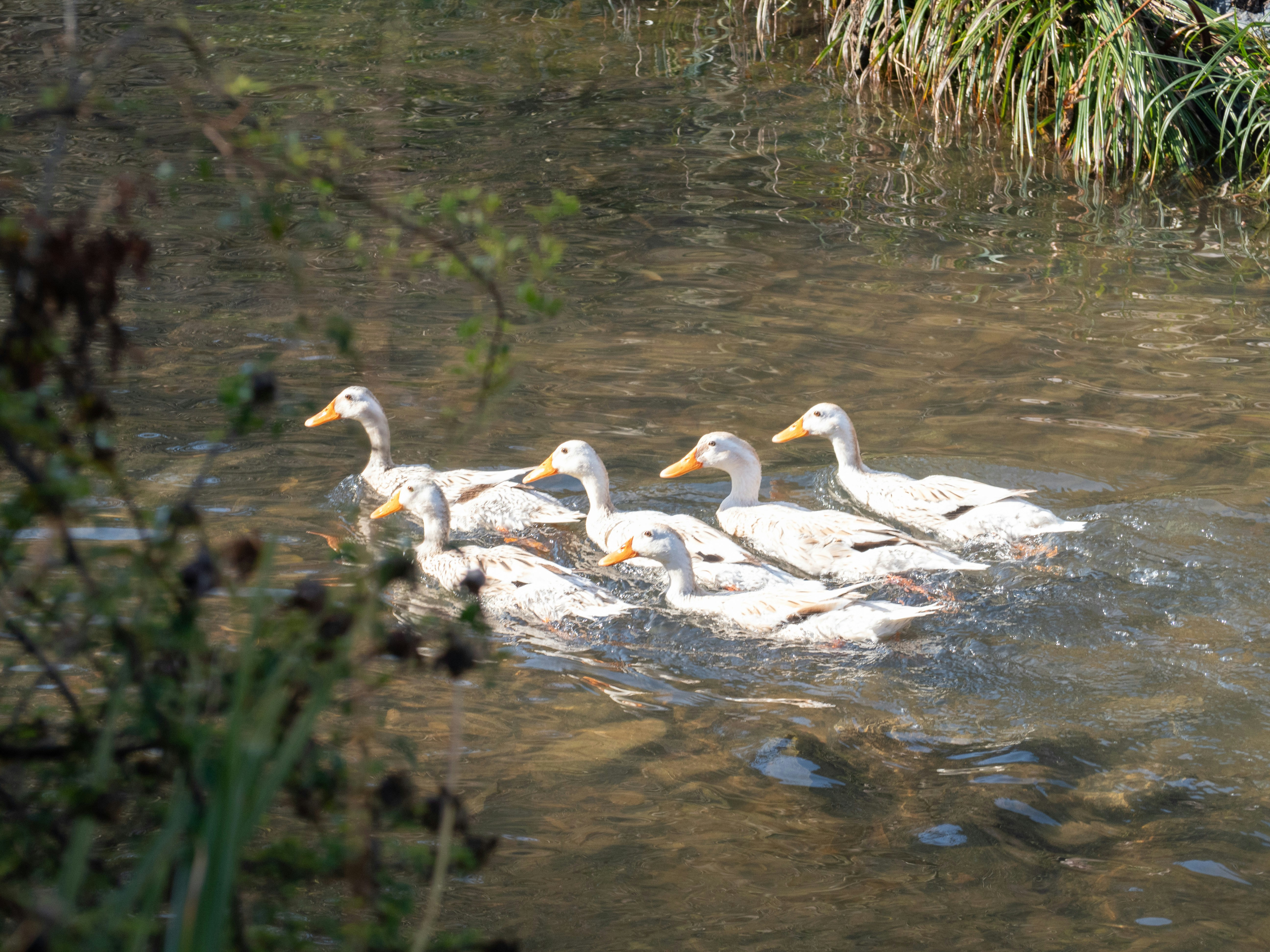 Four ducks swim in a shallow stream