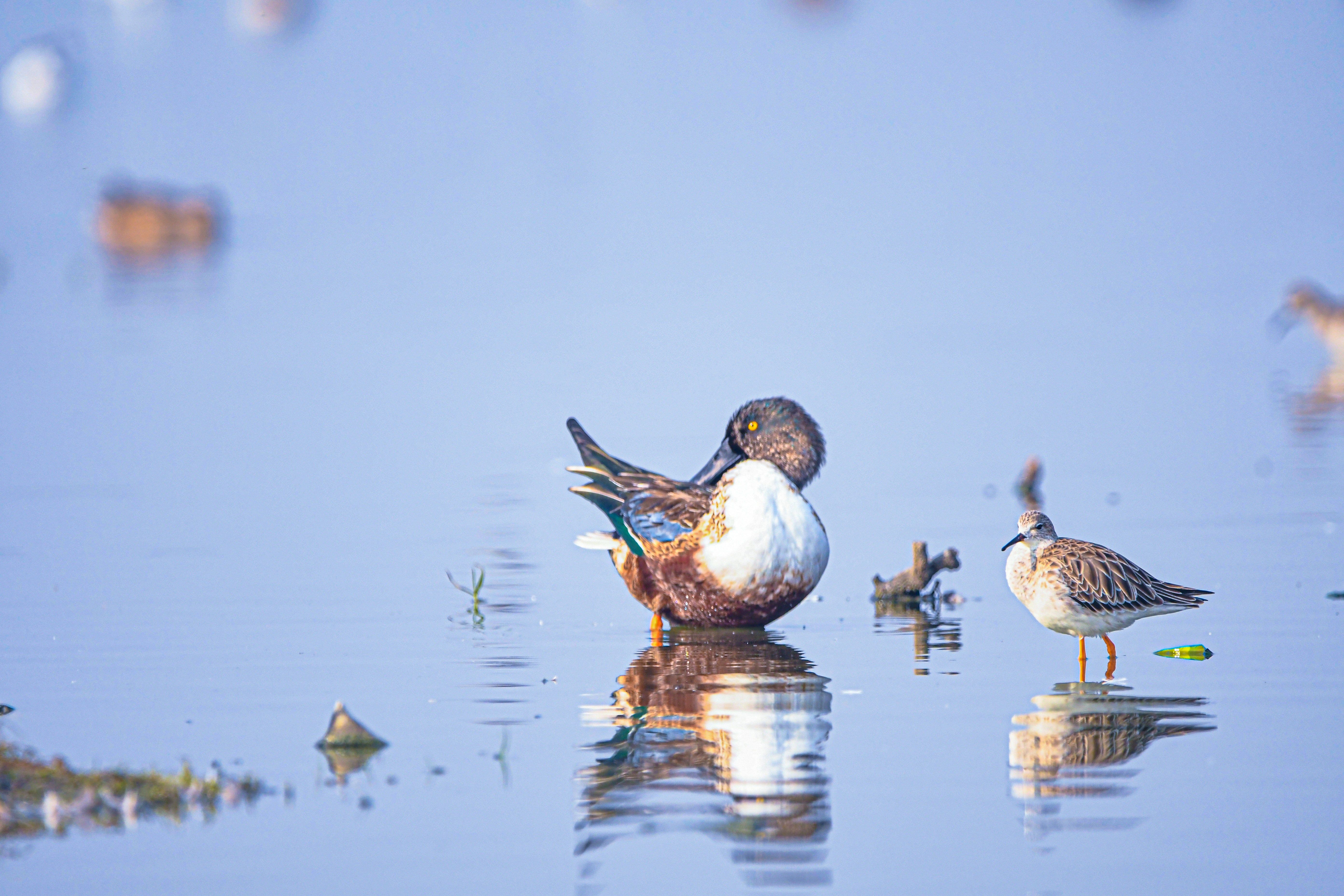 Reflections at the Quiet Pool: A Mallard and Companion