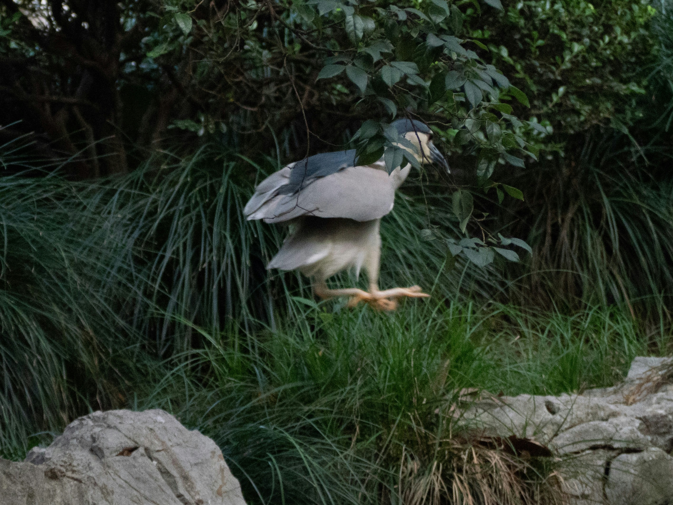 A black crowned night heron stands on grass.