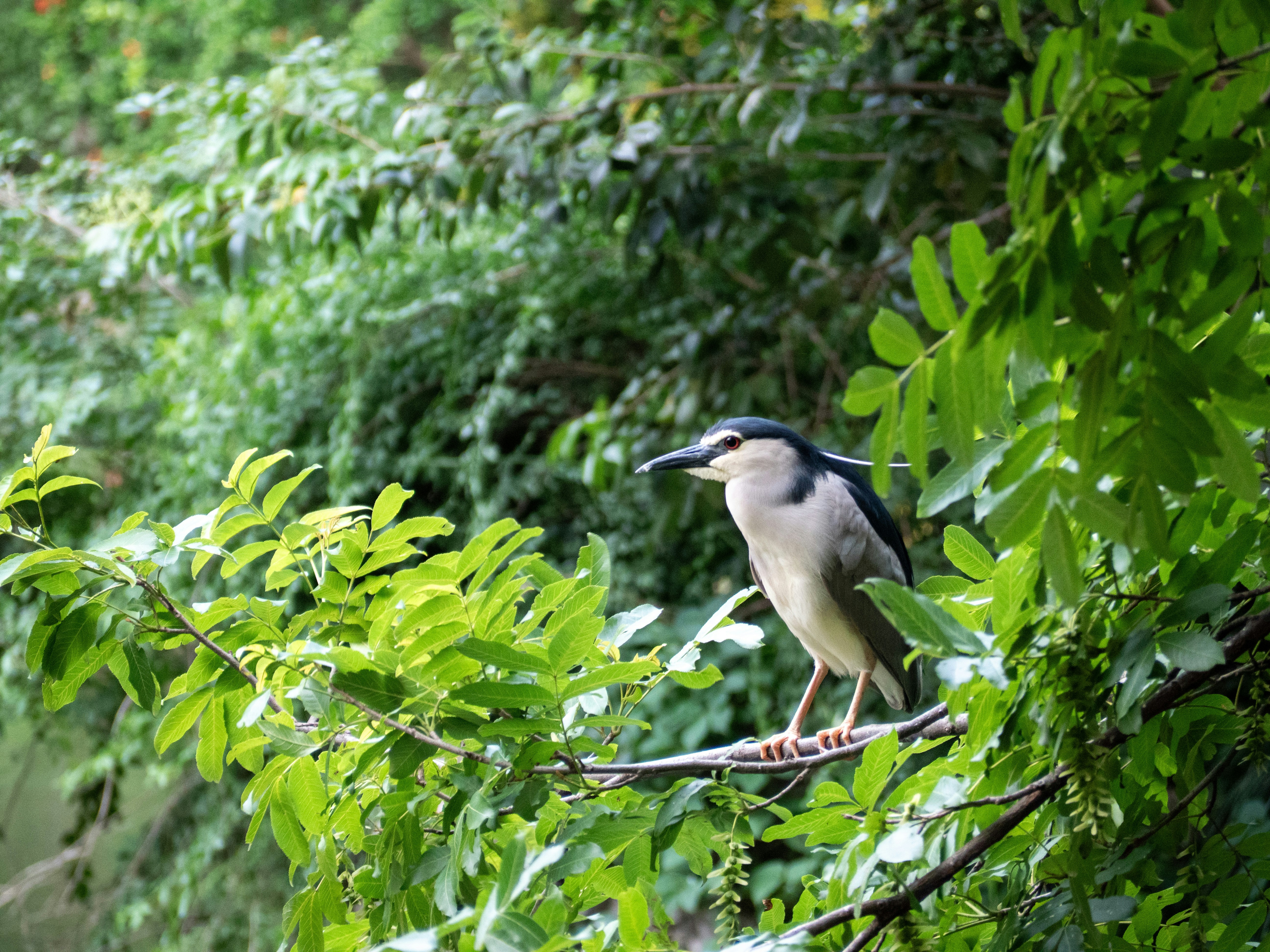 A bird perched on a tree branch among green leaves.