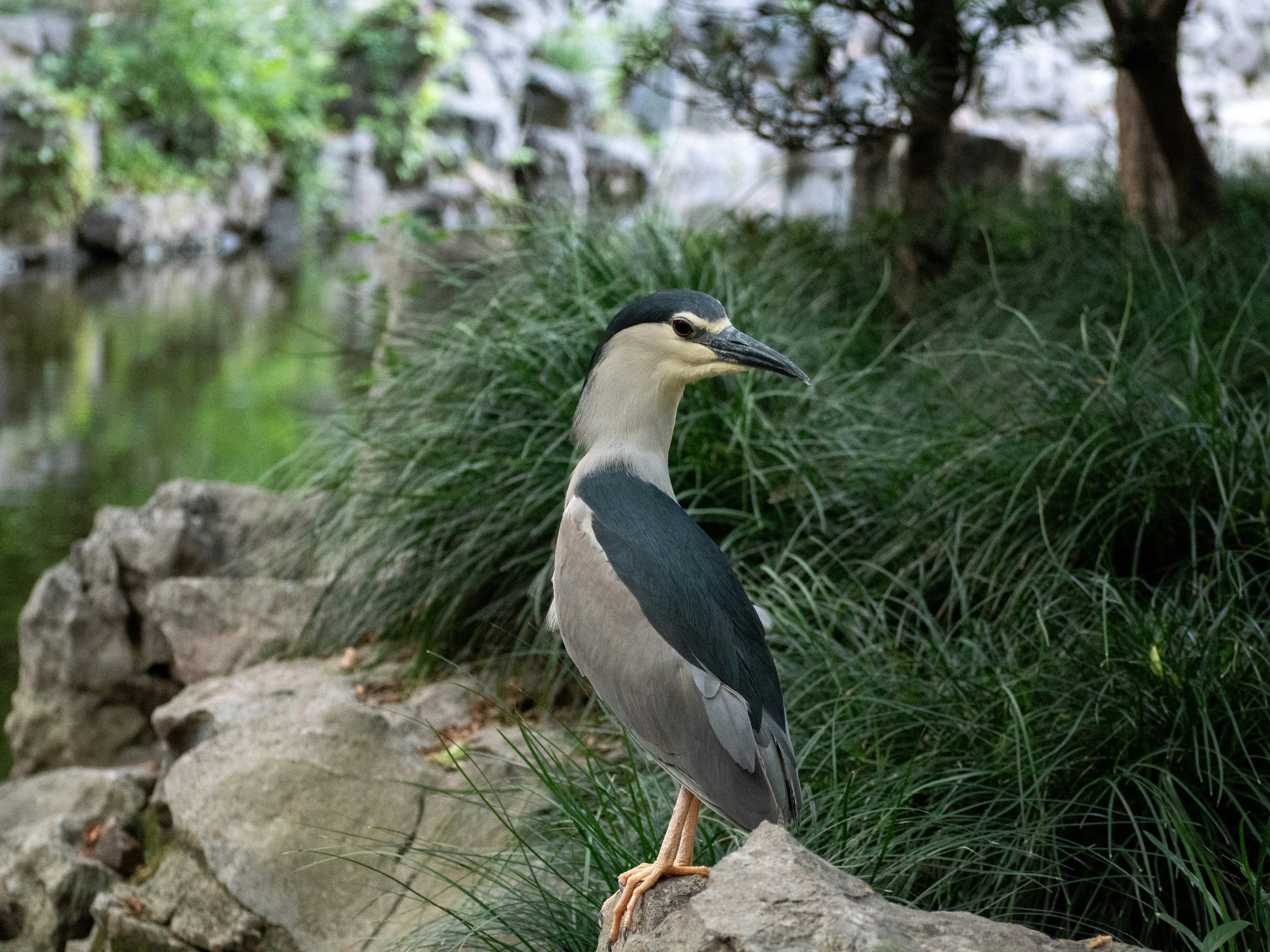 A black-crowned night heron stands on a rock near water.