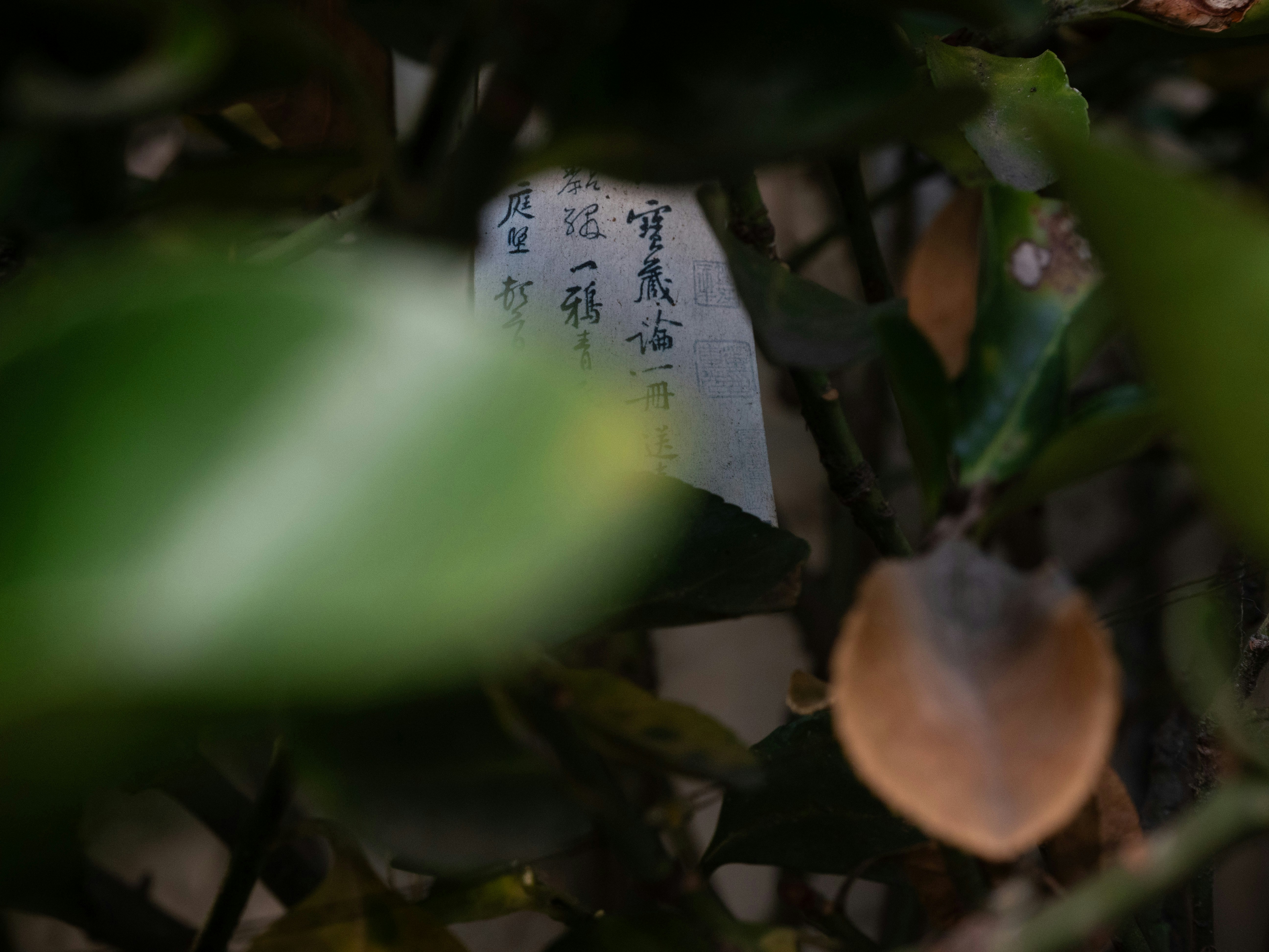 Paper with asian characters hidden among green leaves.