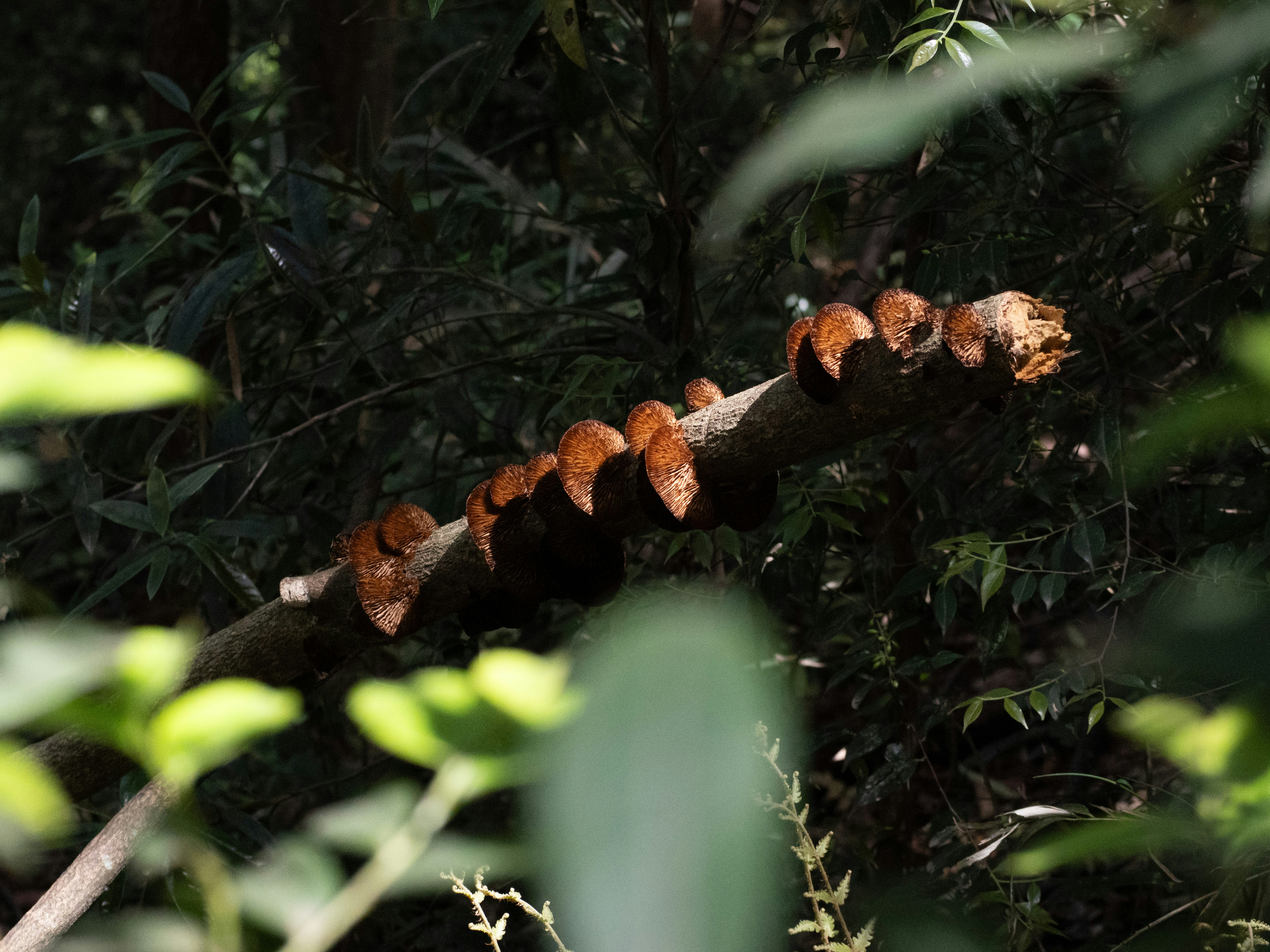 Mushrooms growing on a fallen tree branch in the forest.