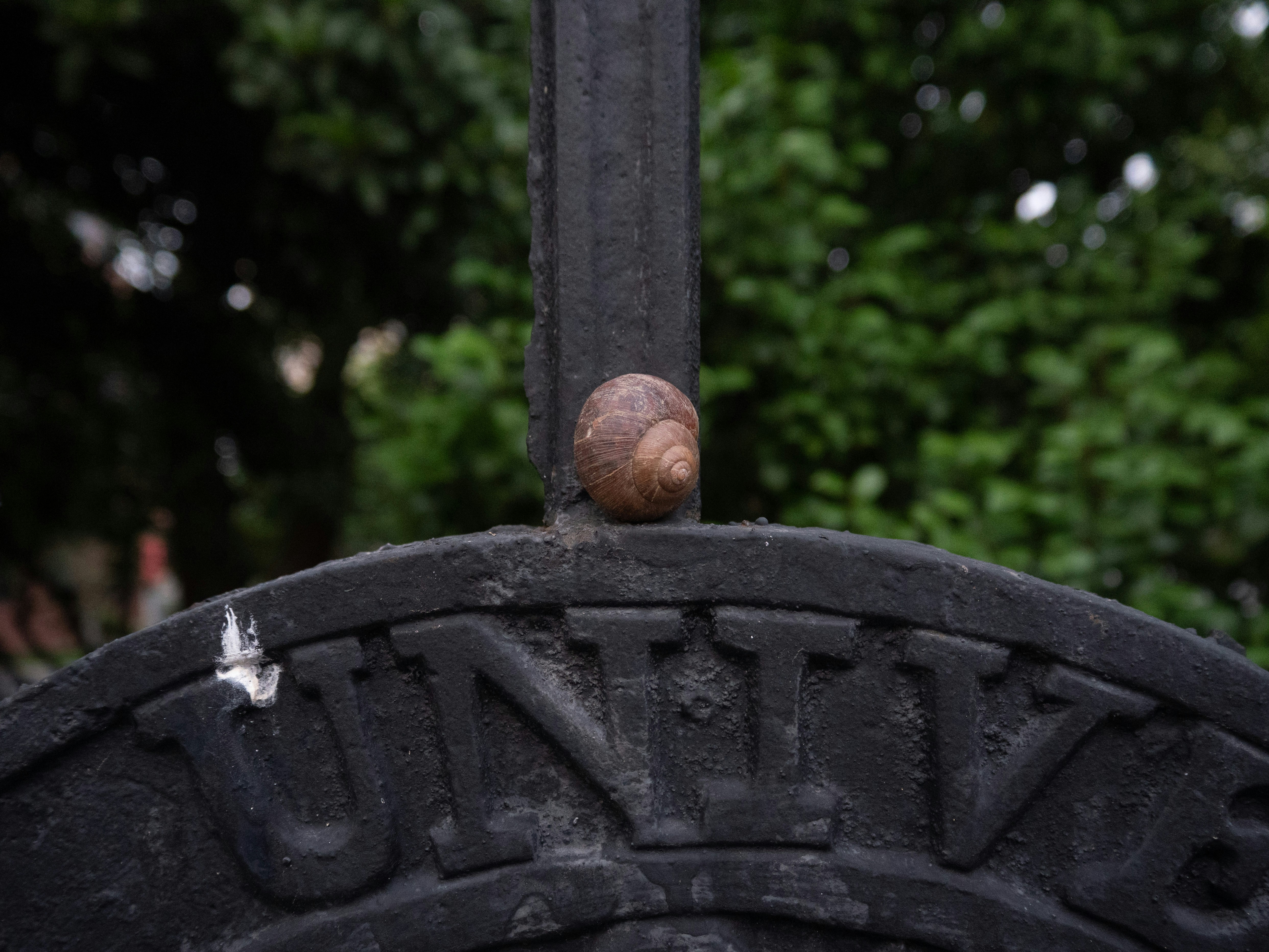 A snail rests on a dark metal railing.