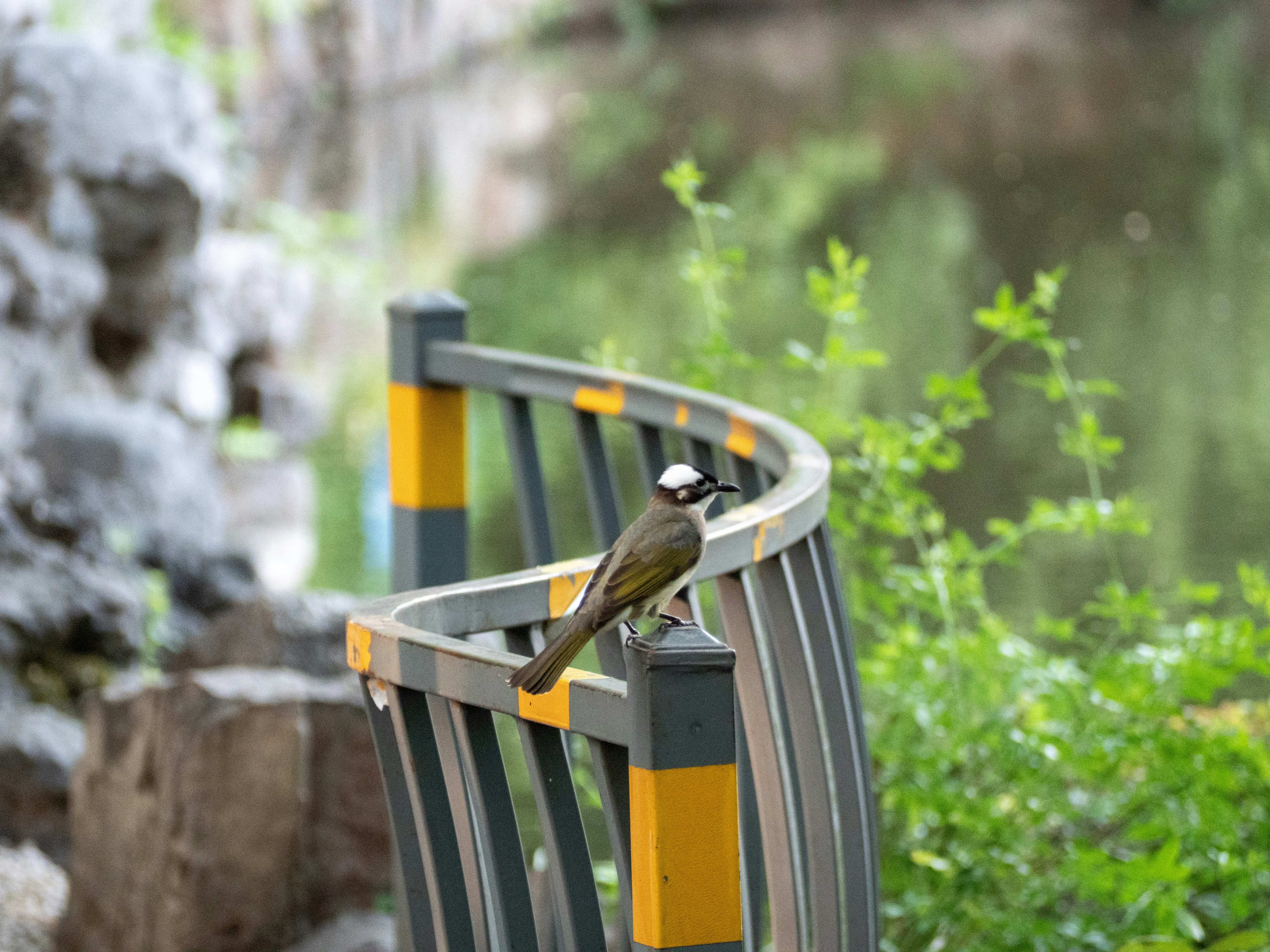 A bird perched on a curved railing near water.