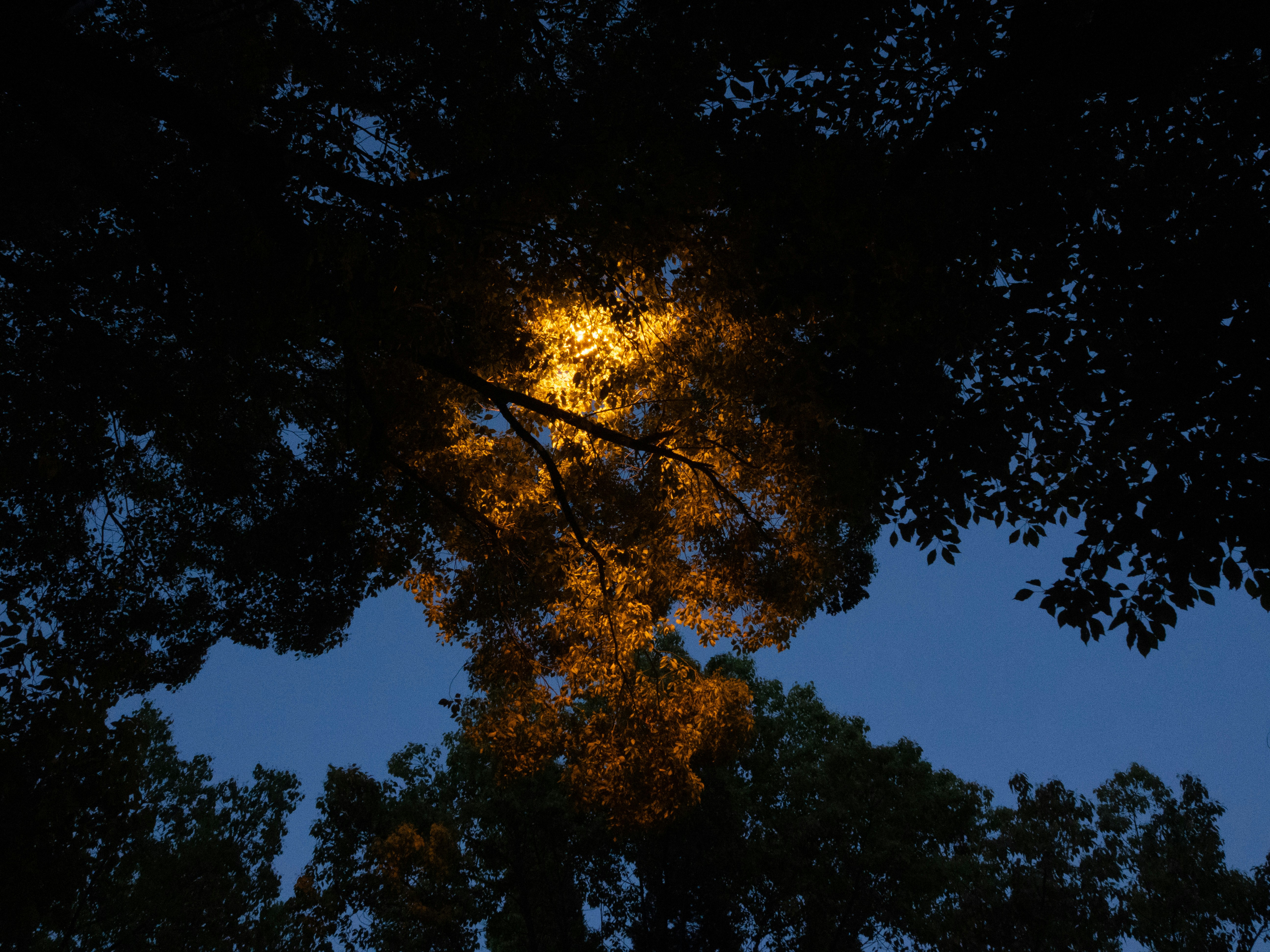 Streetlight illuminates leaves against a dark sky