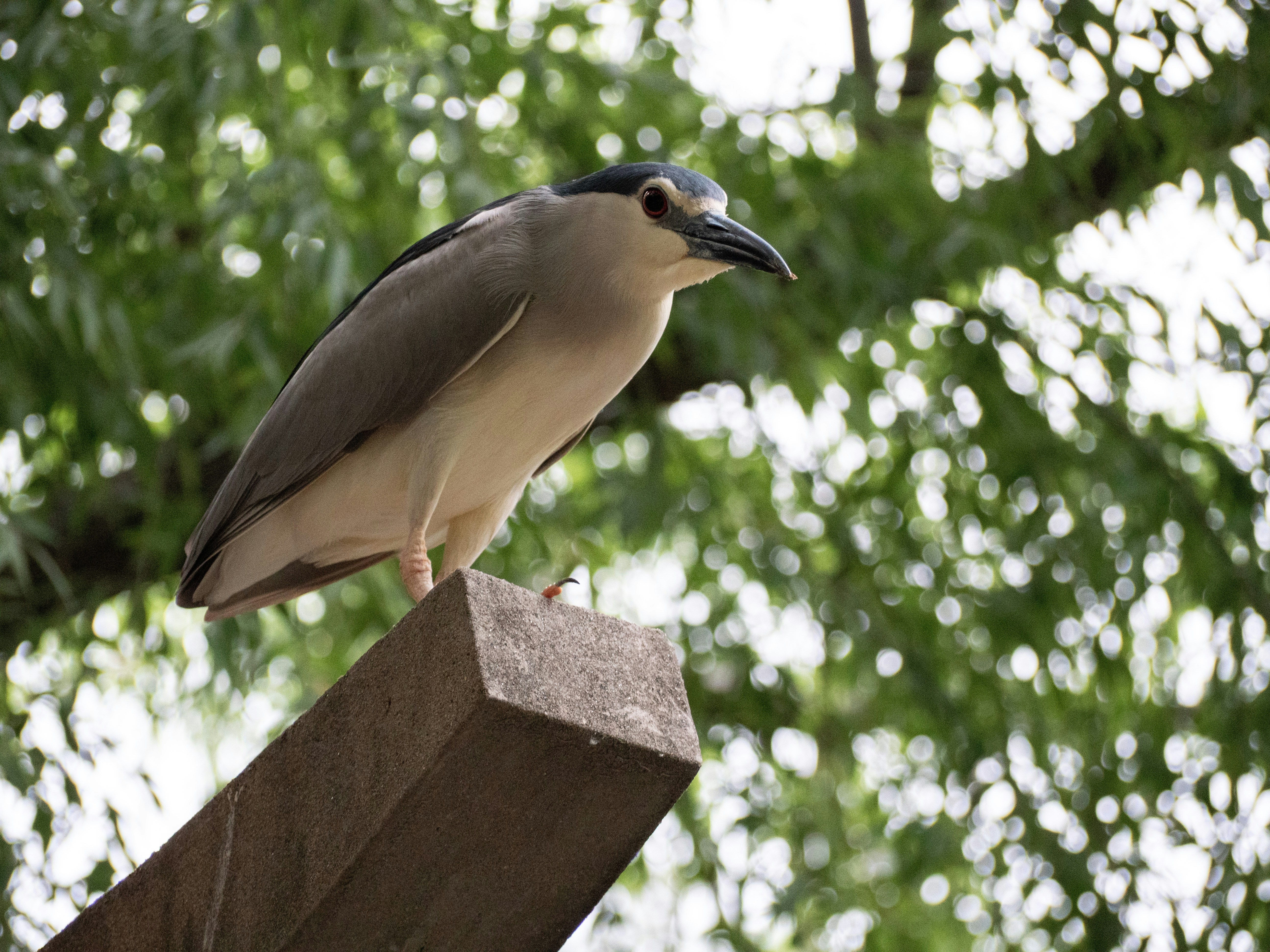 A black crowned night heron perched on wooden beam.