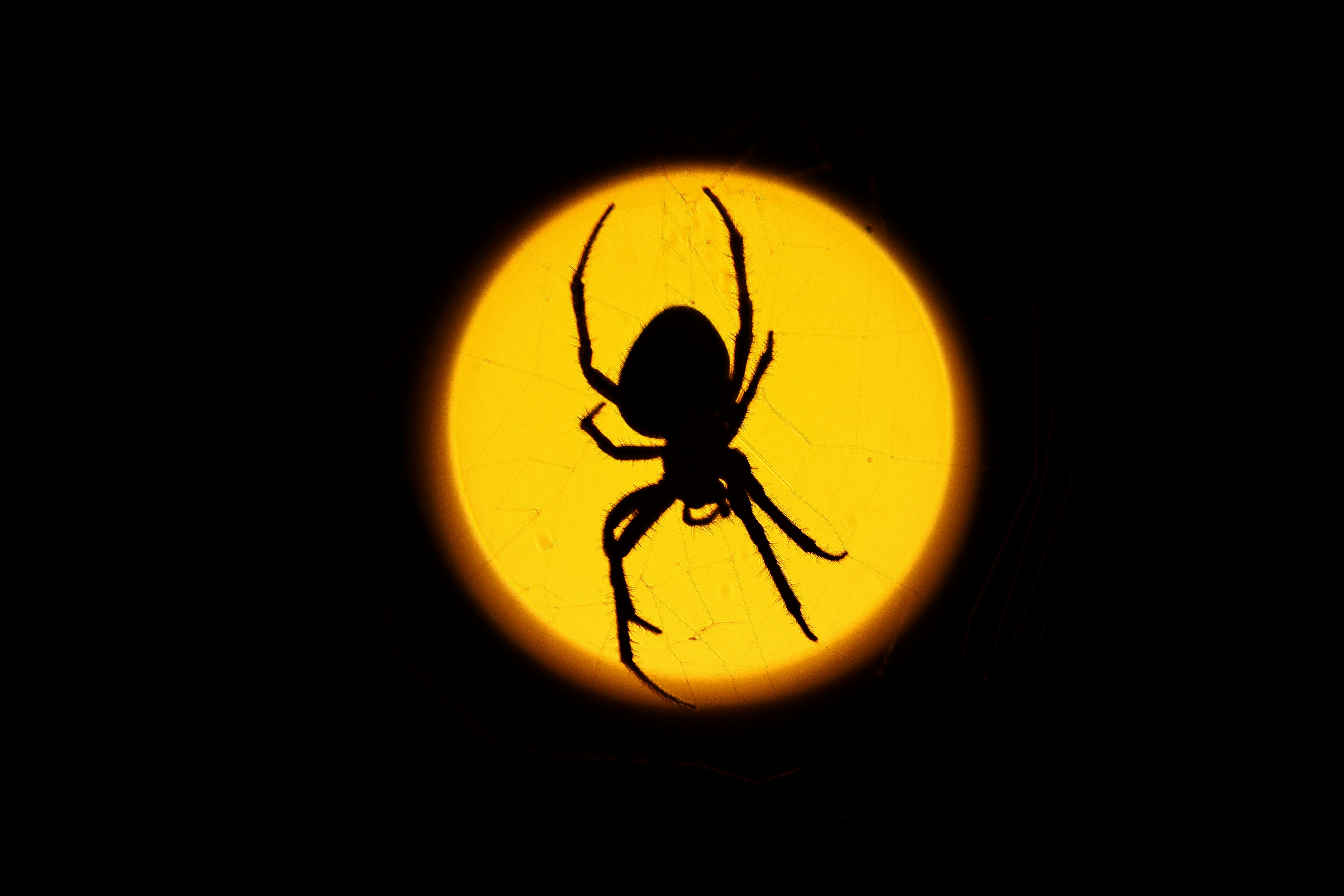 Silhouette on the Sun: A Spider's Shadow in the Void