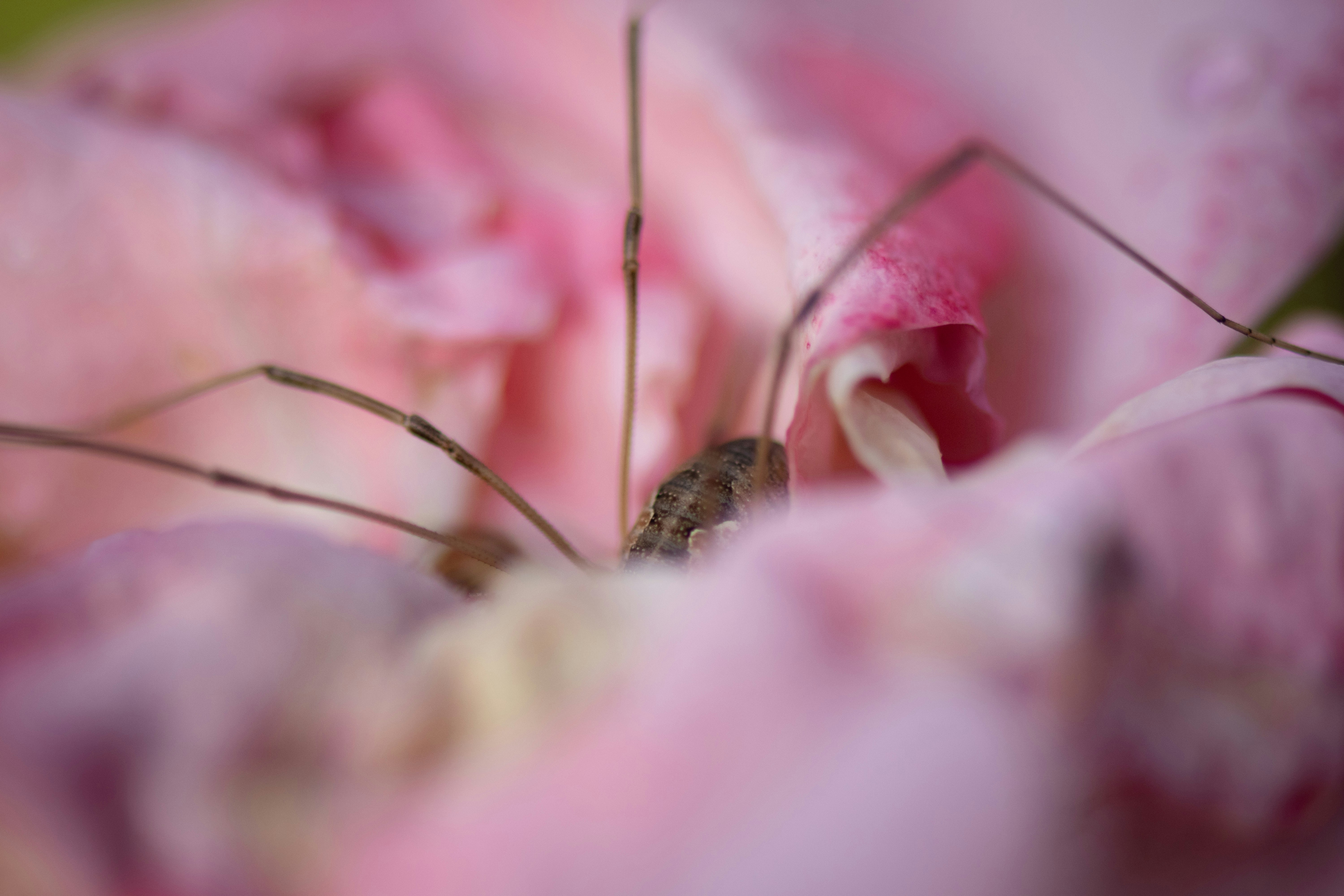 Hidden Insect Among Pink Petals: a Close-Up