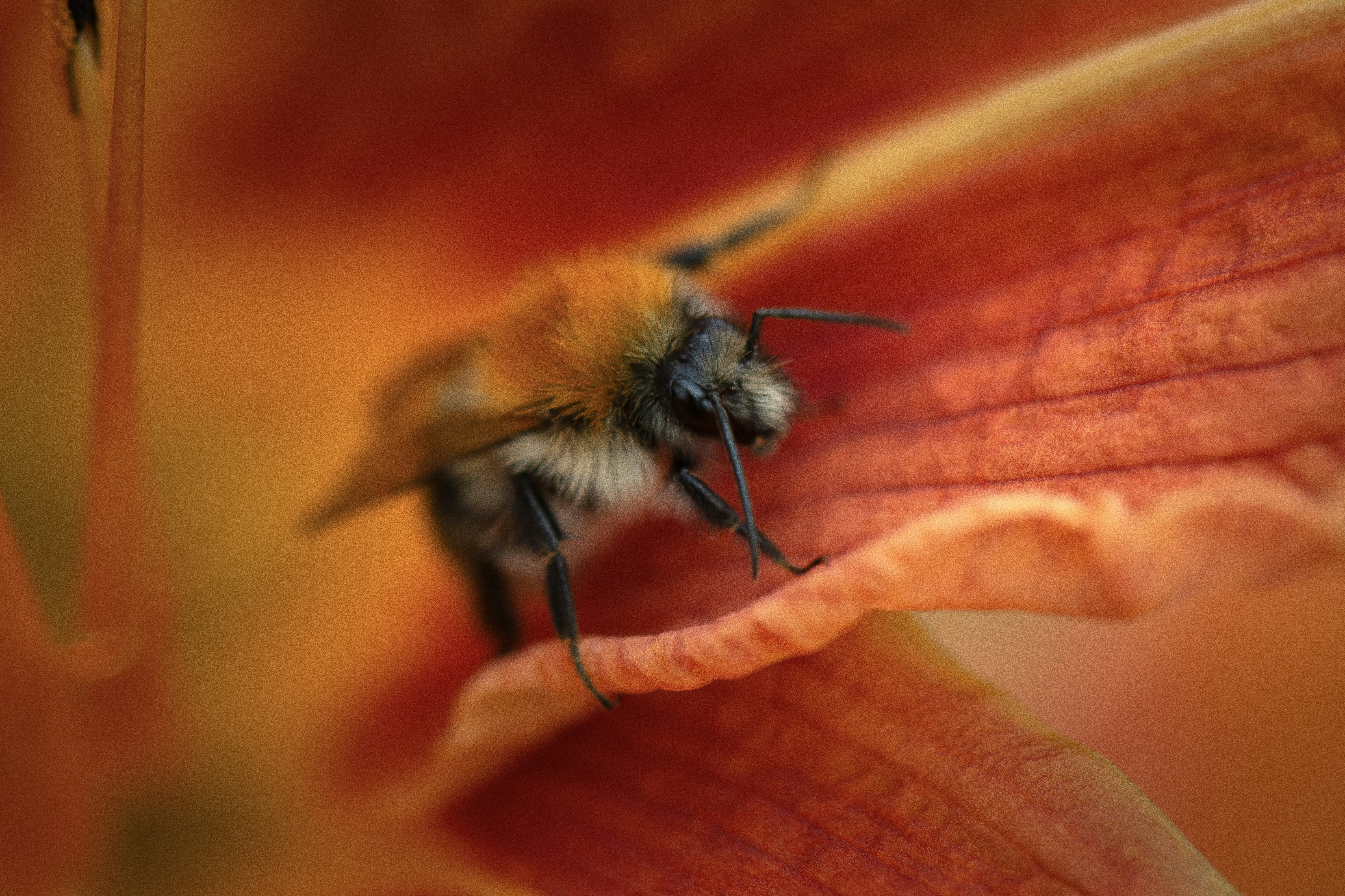 Morning Ember: a bee tucked on a vibrant autumn petal
