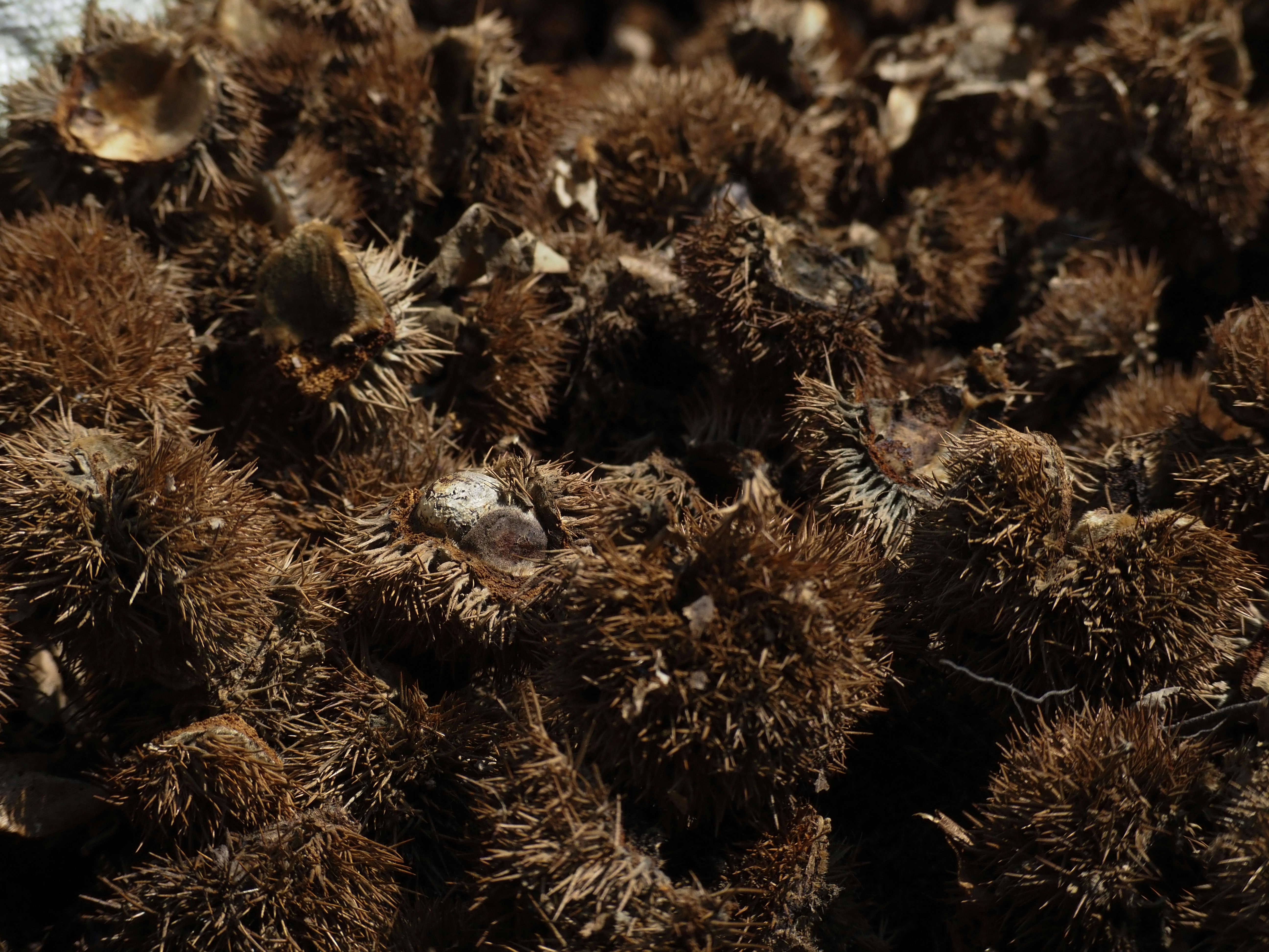 A close-up of a pile of brown spiky chestnuts