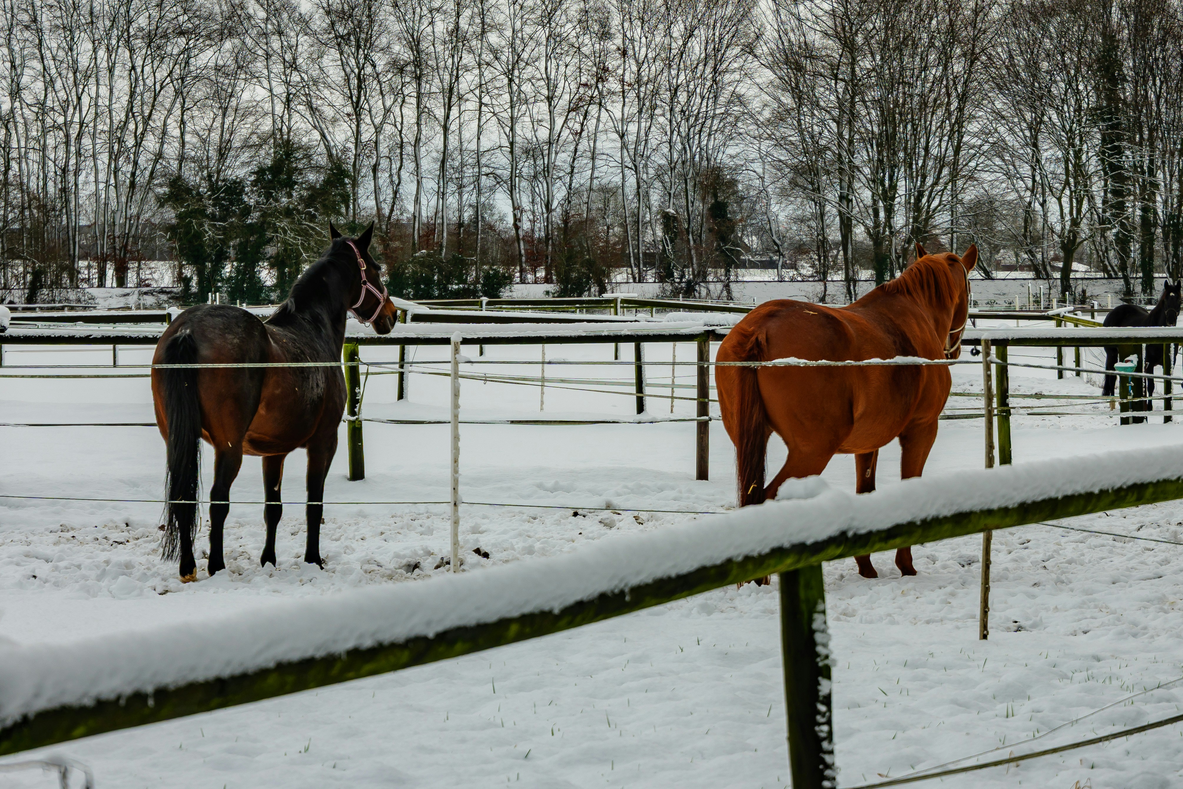 Two Riders, One Snowbound Field: Equines in Winter Quiet