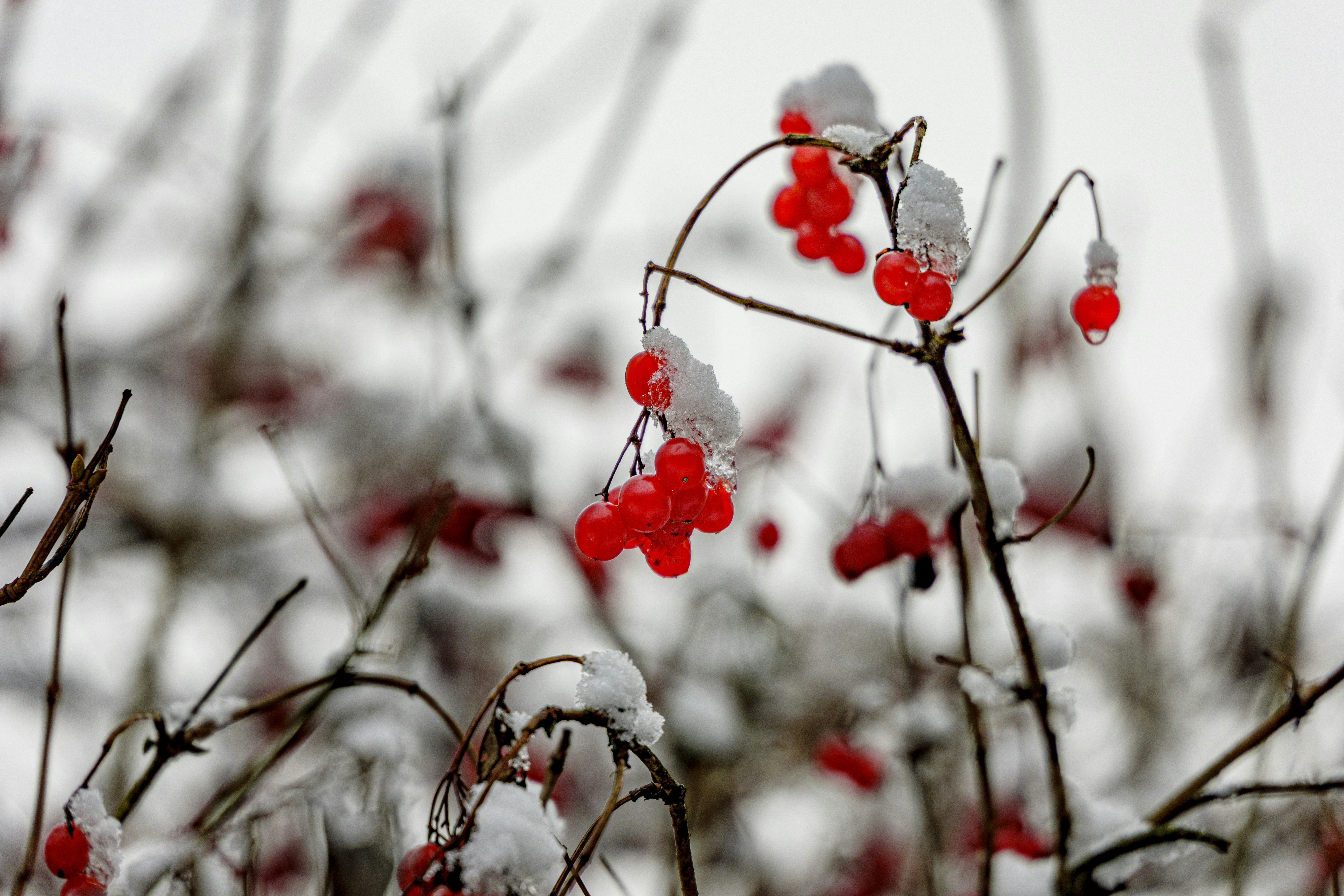 Red Berries in Snow: Winter Silence on Thorny Vines